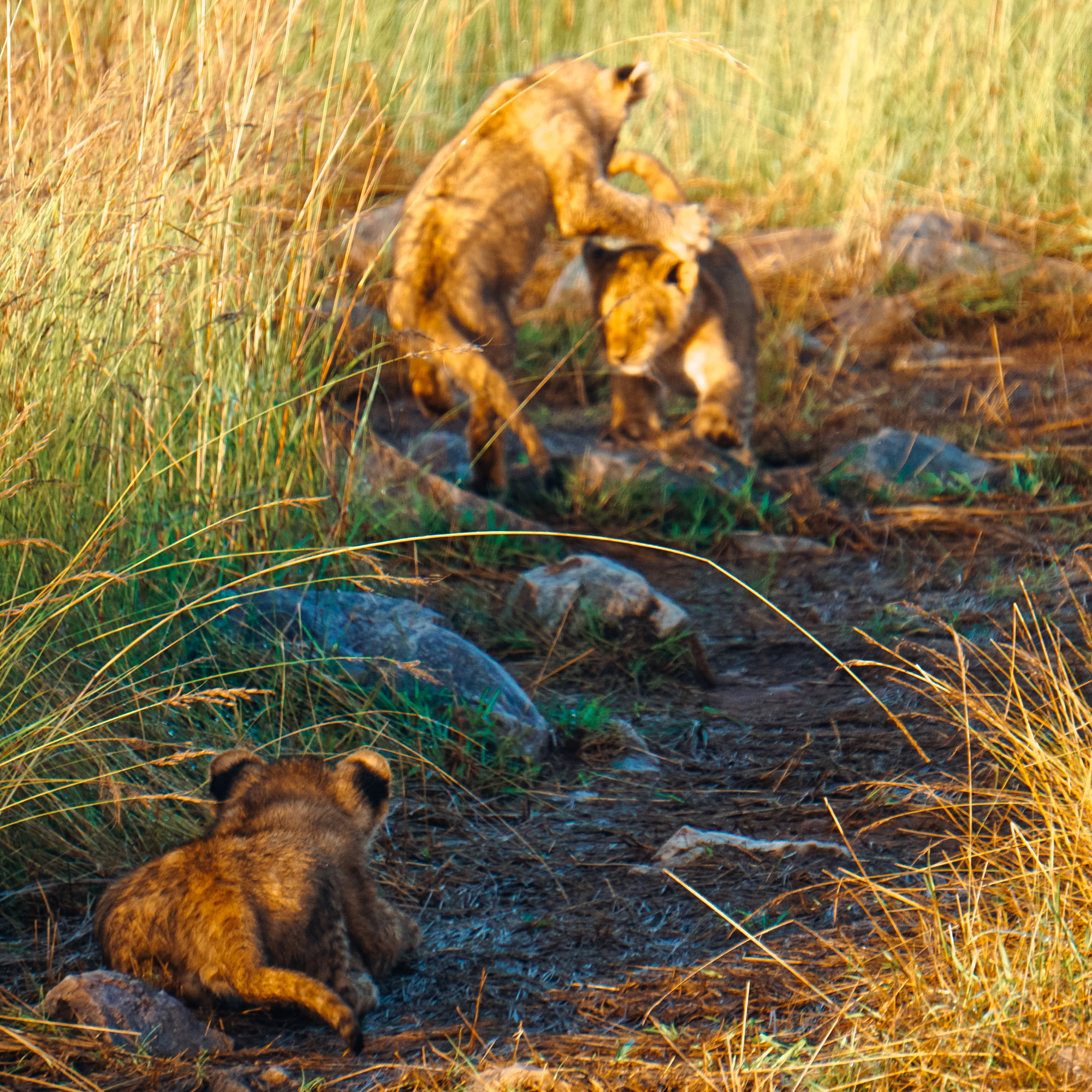 Adventure and Luxury in Kenya