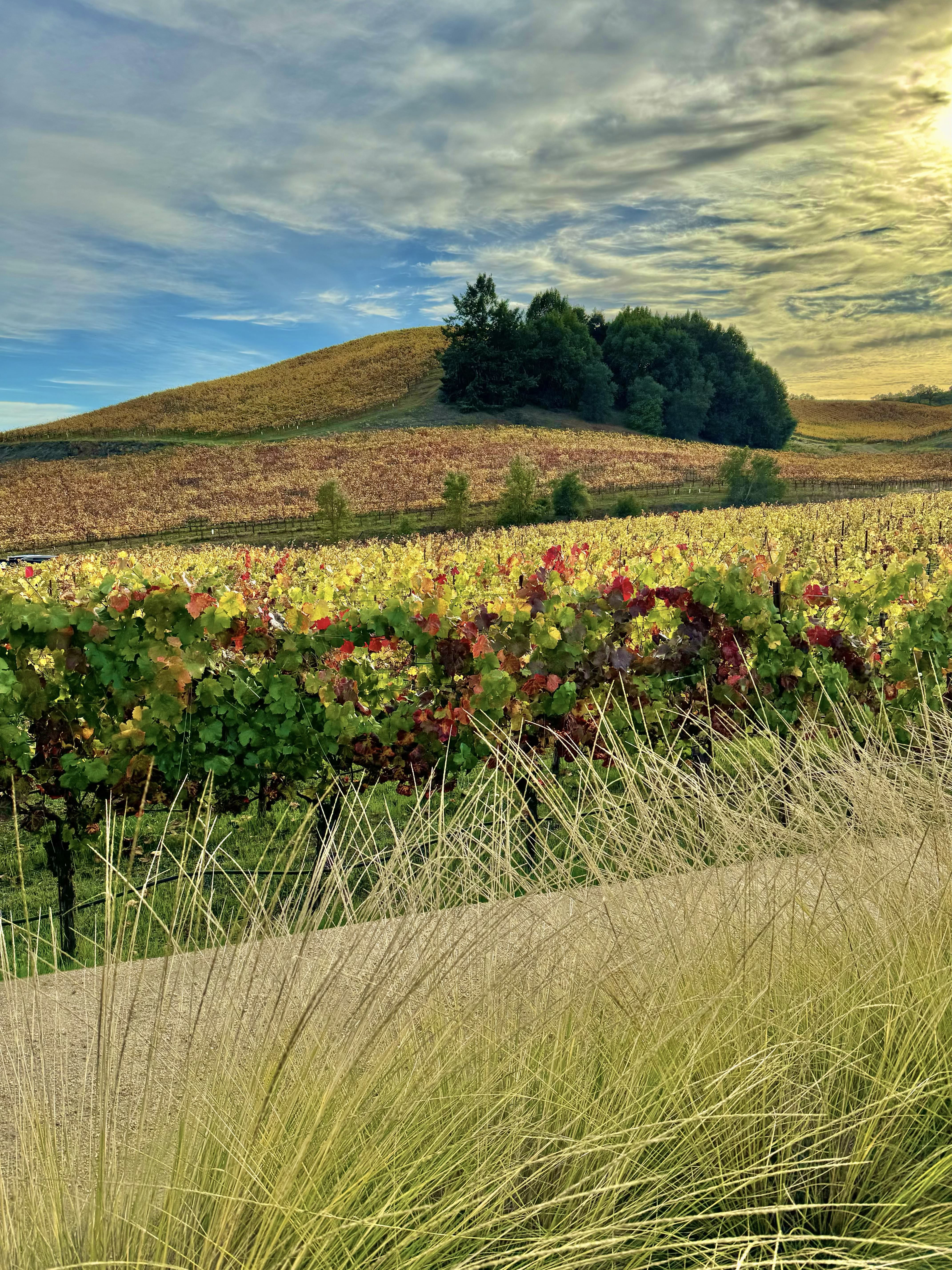 Luxury Guide To Healdsburg