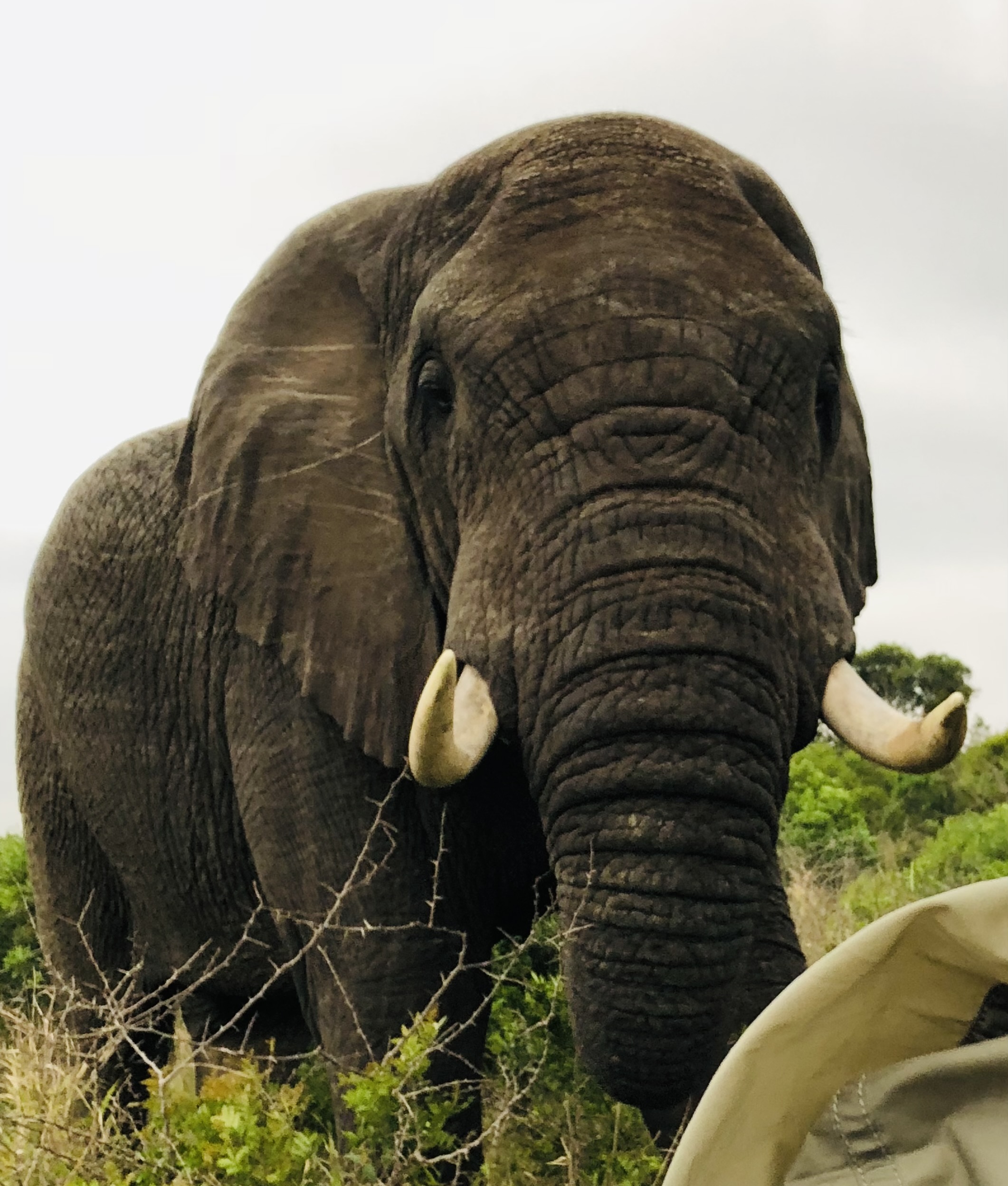 Meet the Elephants from The Elephant Whisperer in Empangeni, South Africa