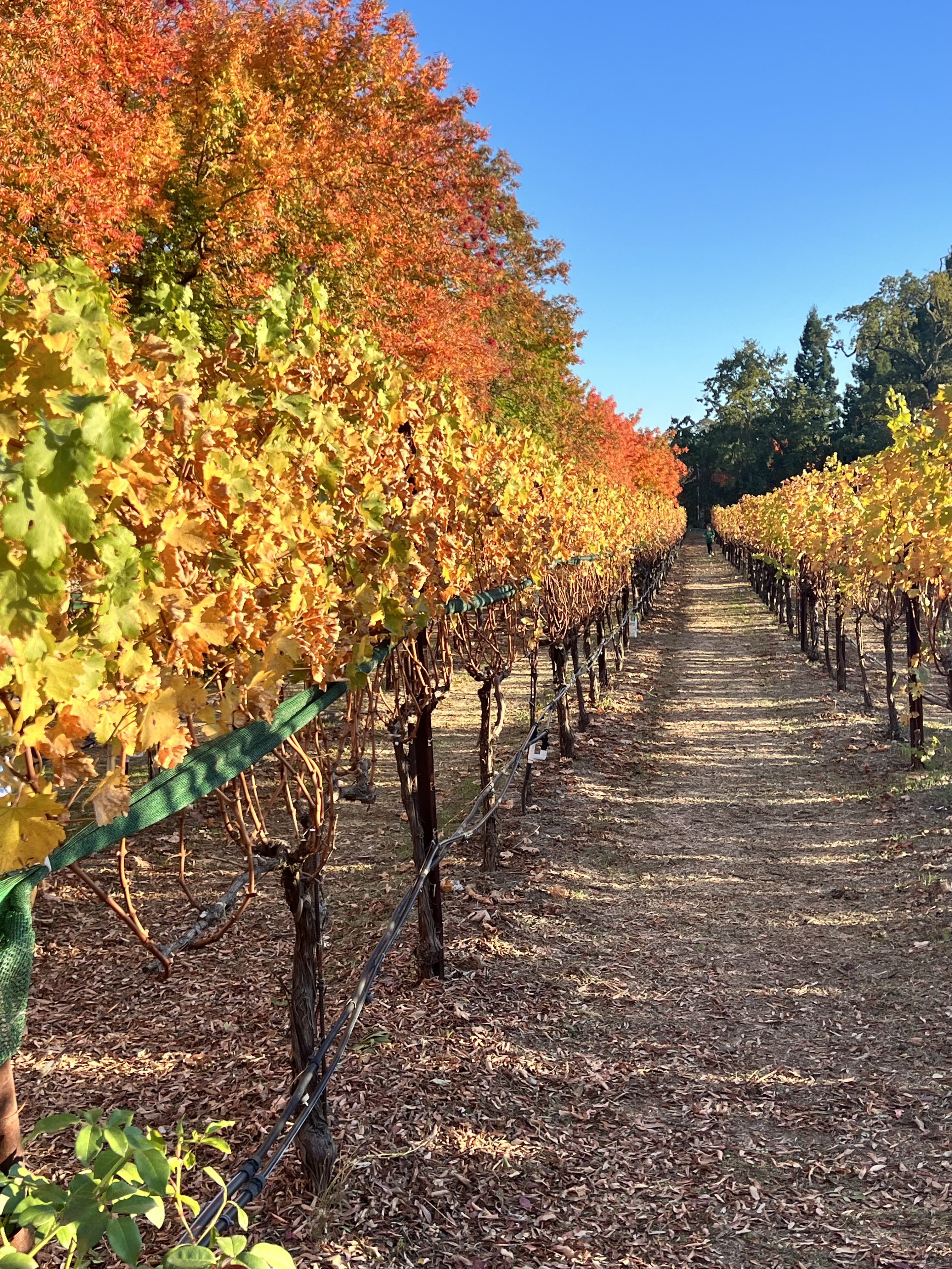 First Time Guide to Napa Valley