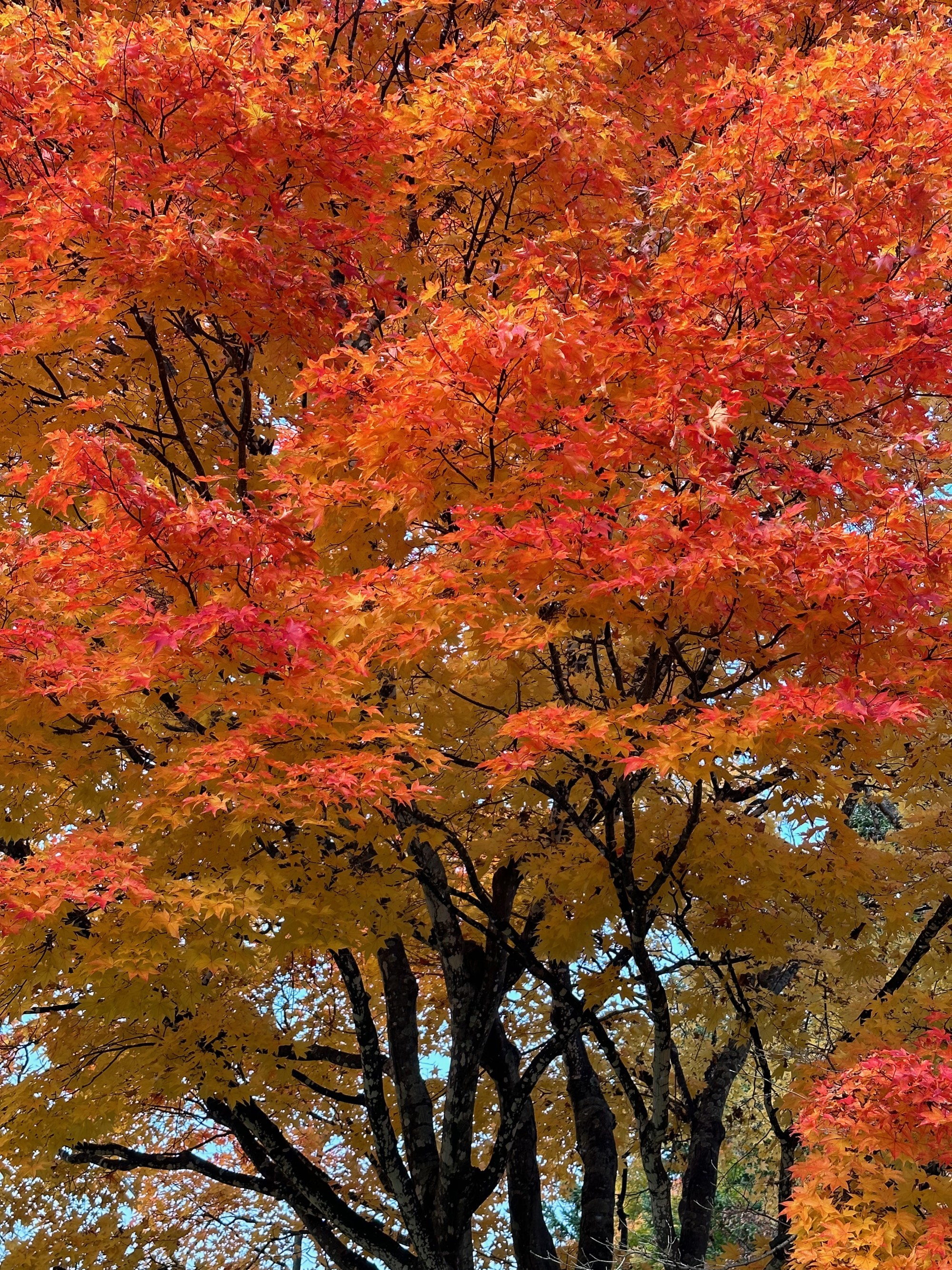 Your Guide to an Epic Tokyo to Hokkaido Adventure