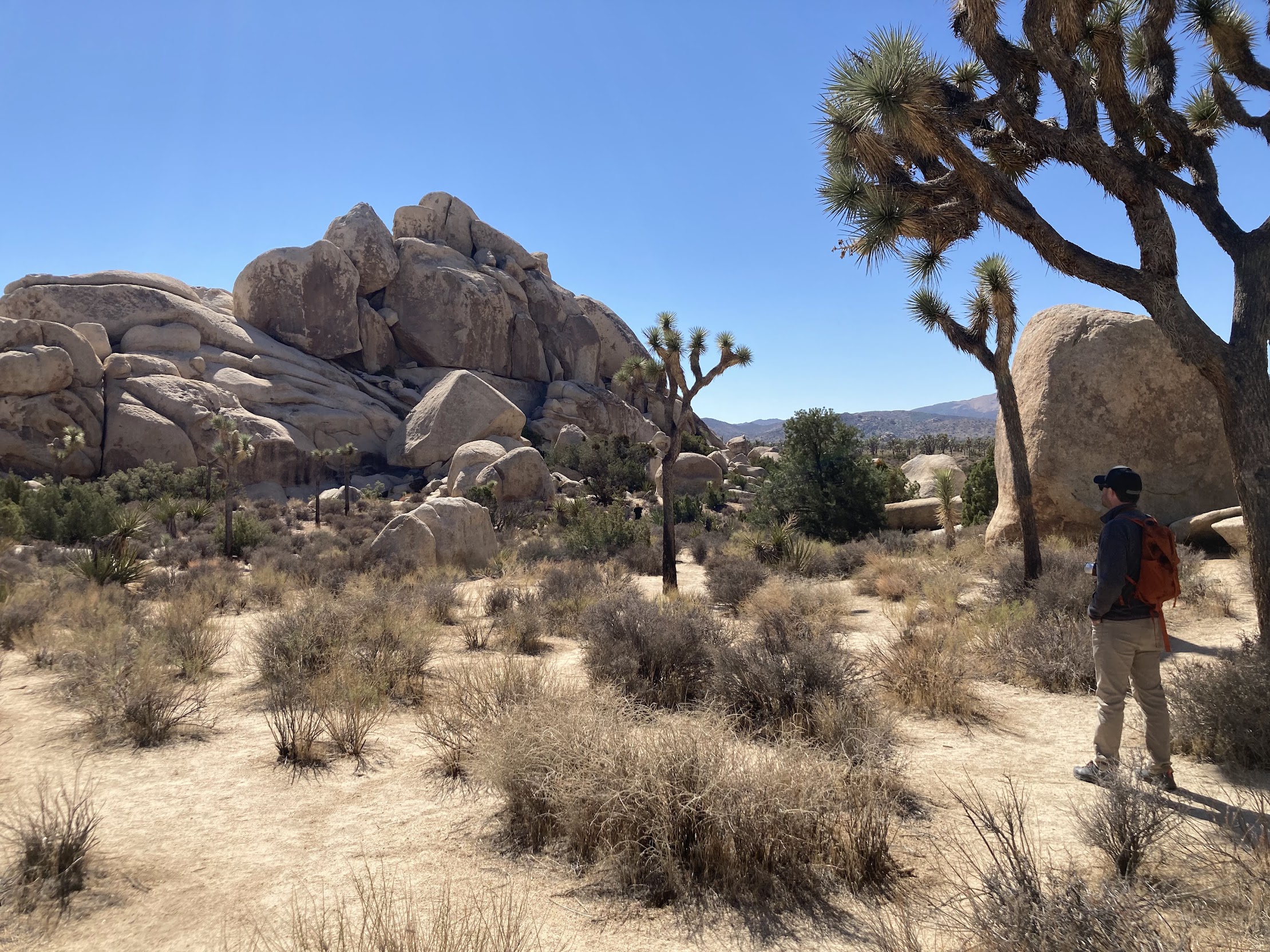 Romantic Joshua Tree Resort Getaway: A Desert Oasis for Couples