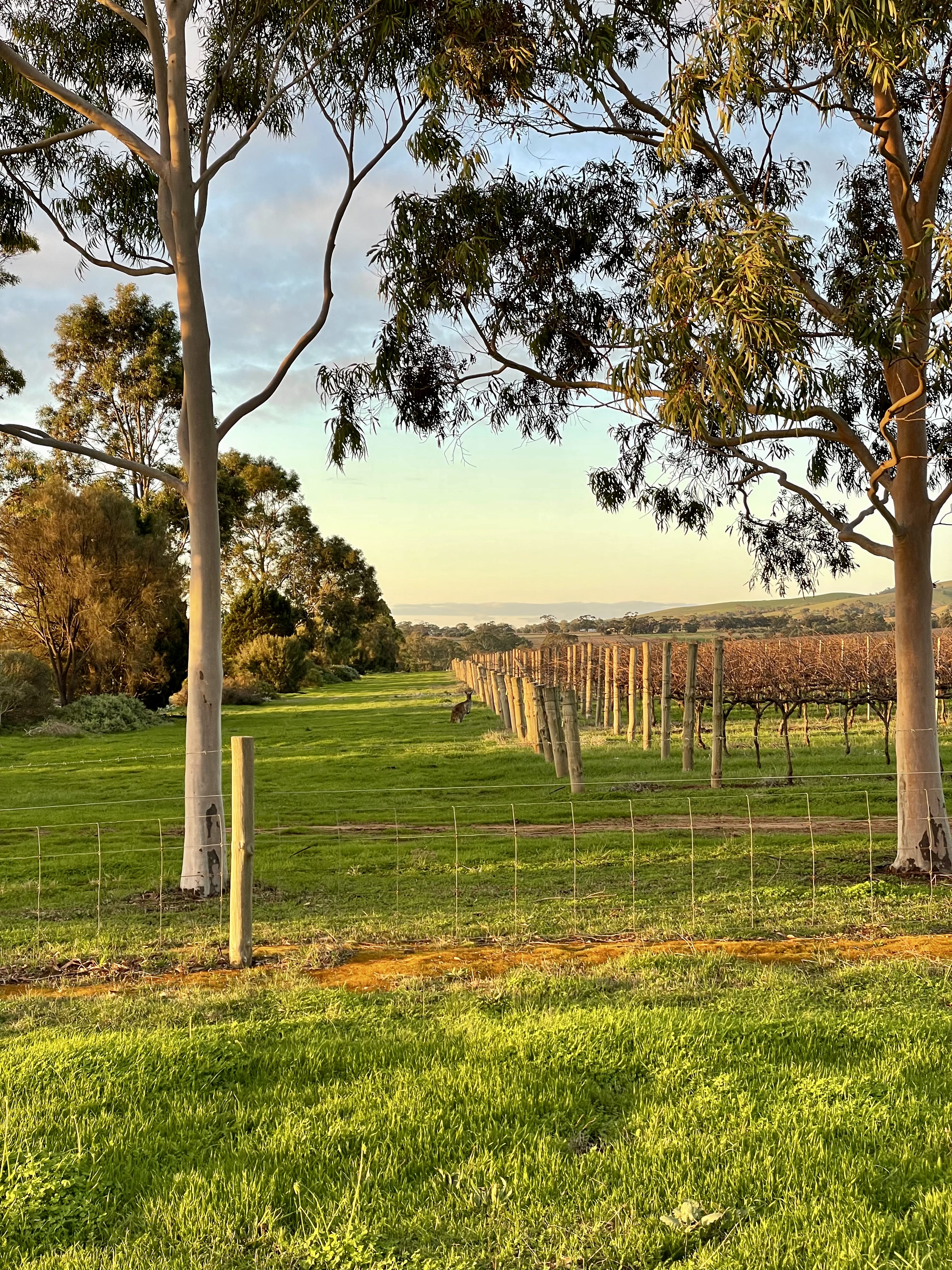 Tanunda’s Hidden Gems