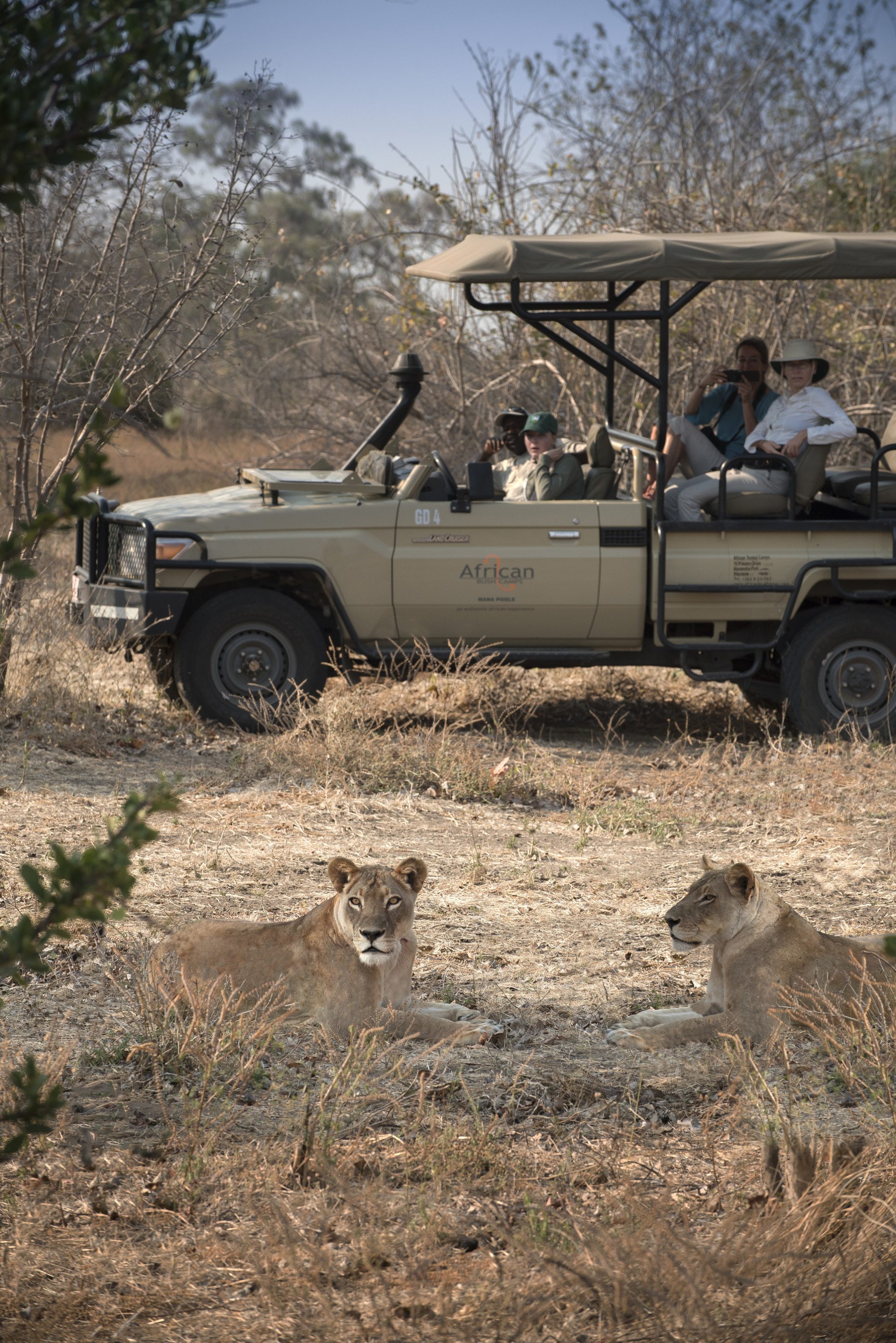 Symphony of the Savanna: A Safari in Zimbabwe's Wild Heart at Kanga Camp