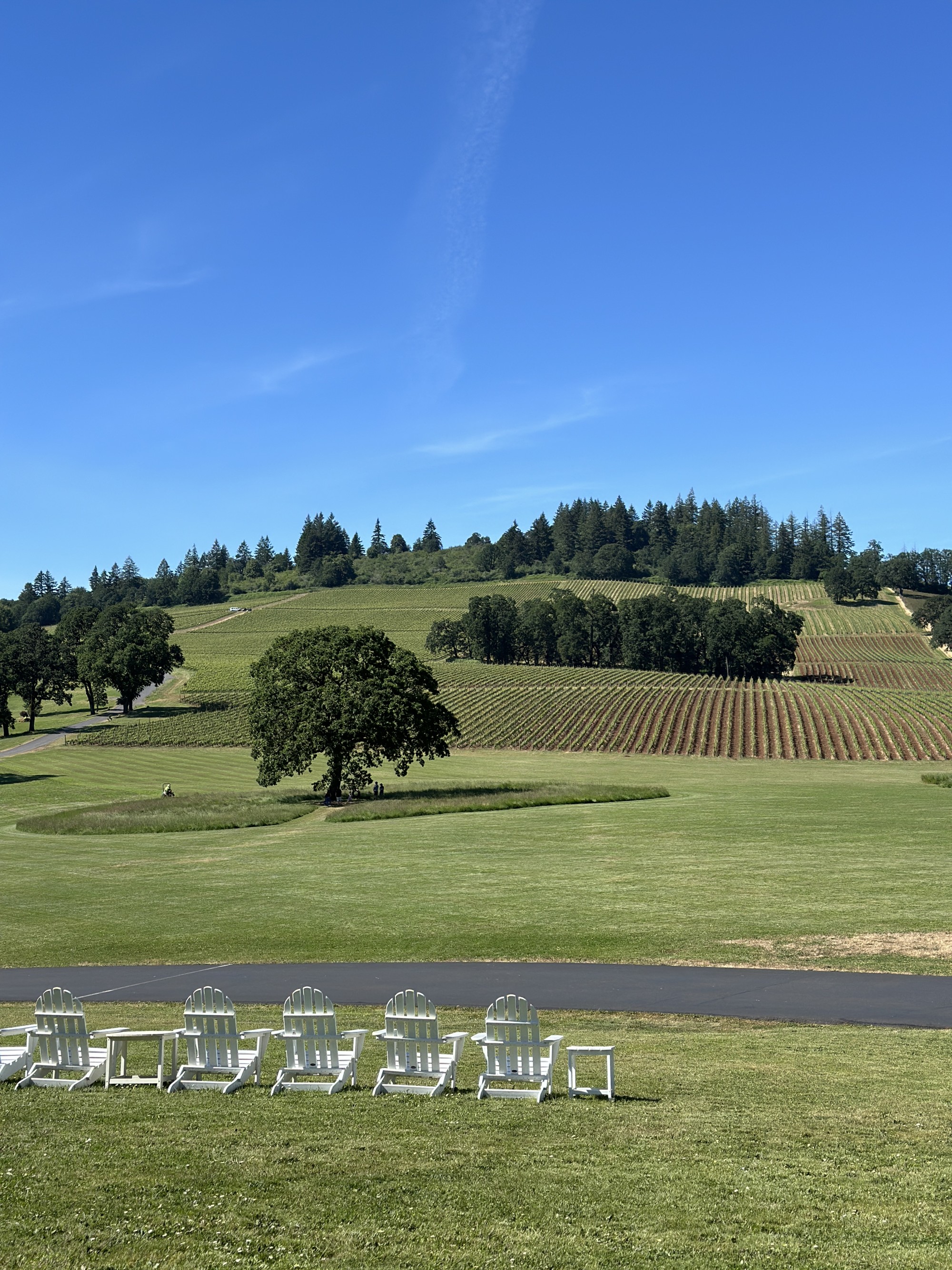 Willamette Valley, Oregon: A Journey Through Pinot Noir