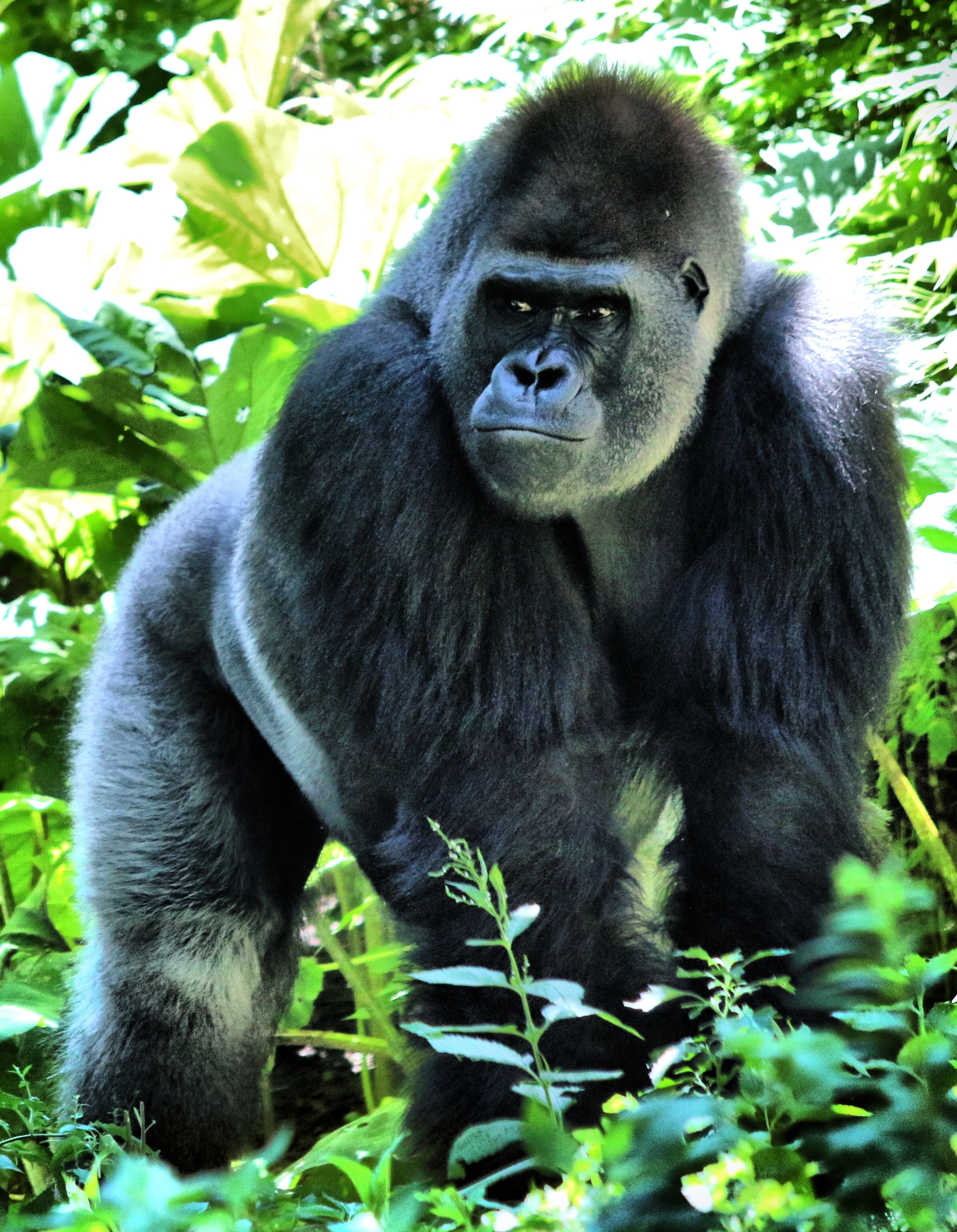 Gorilla Trekking in Uganda