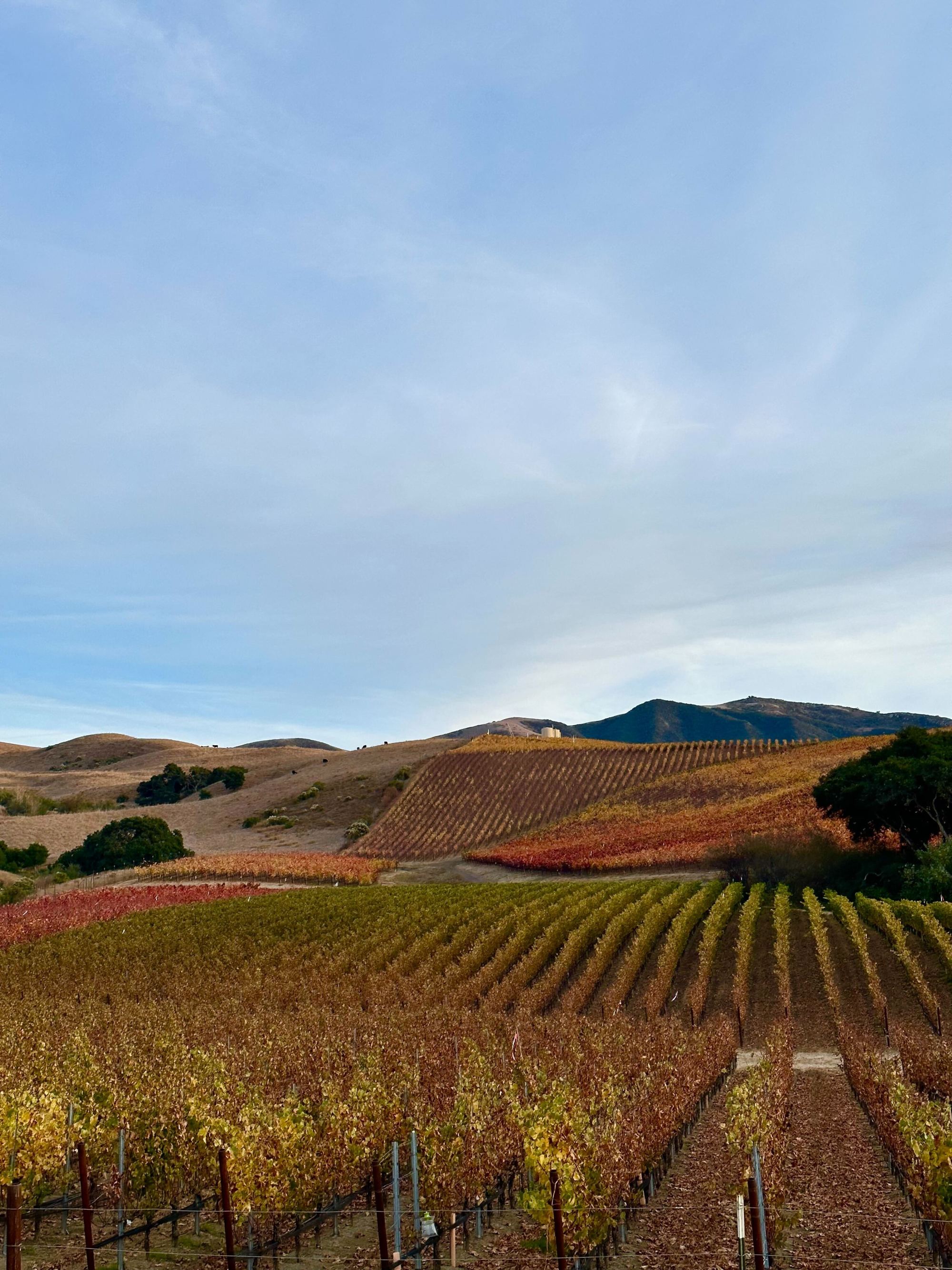 Exploring the Santa Ynez Valley: A Charming Wine Destination