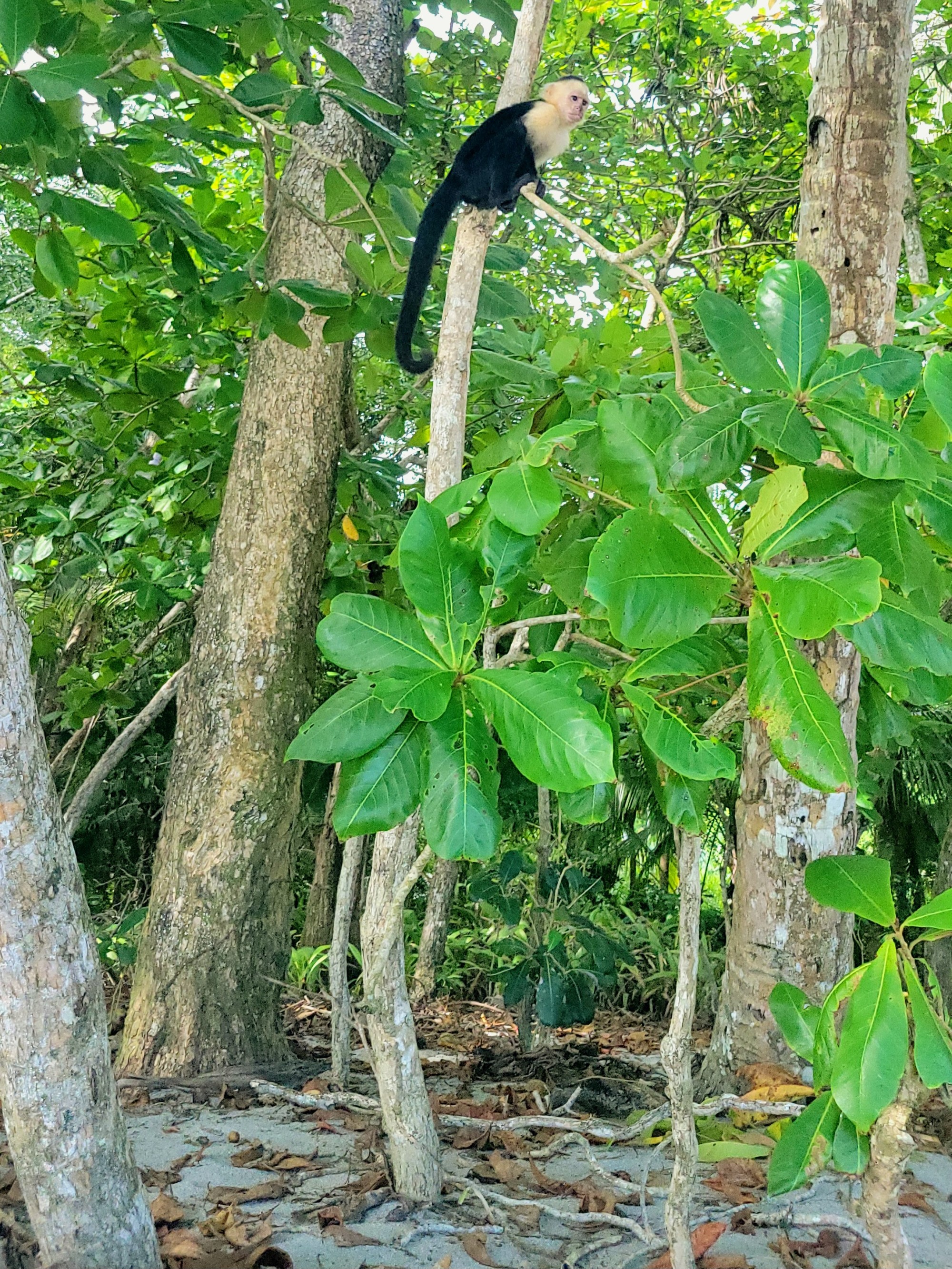 Manuel Antonio National Park: Ultimate Guide to a Day in Paradise ...