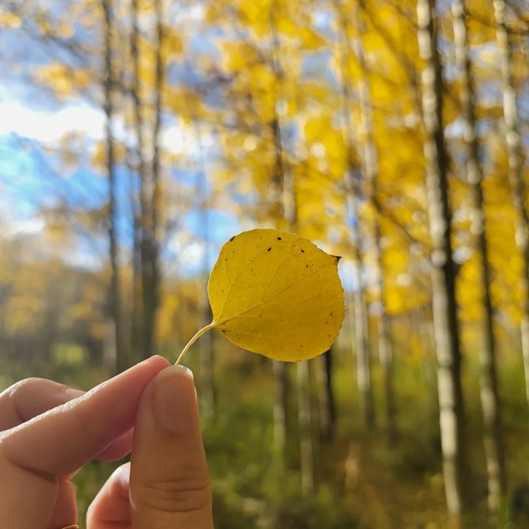 Denver's Fall Magic: Leaf-Peeping Hikes Within 75-Minutes