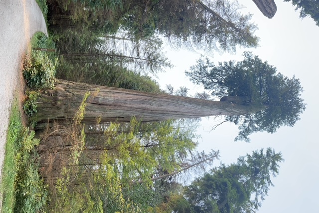 A Perfect Couple of Days in Vancouver