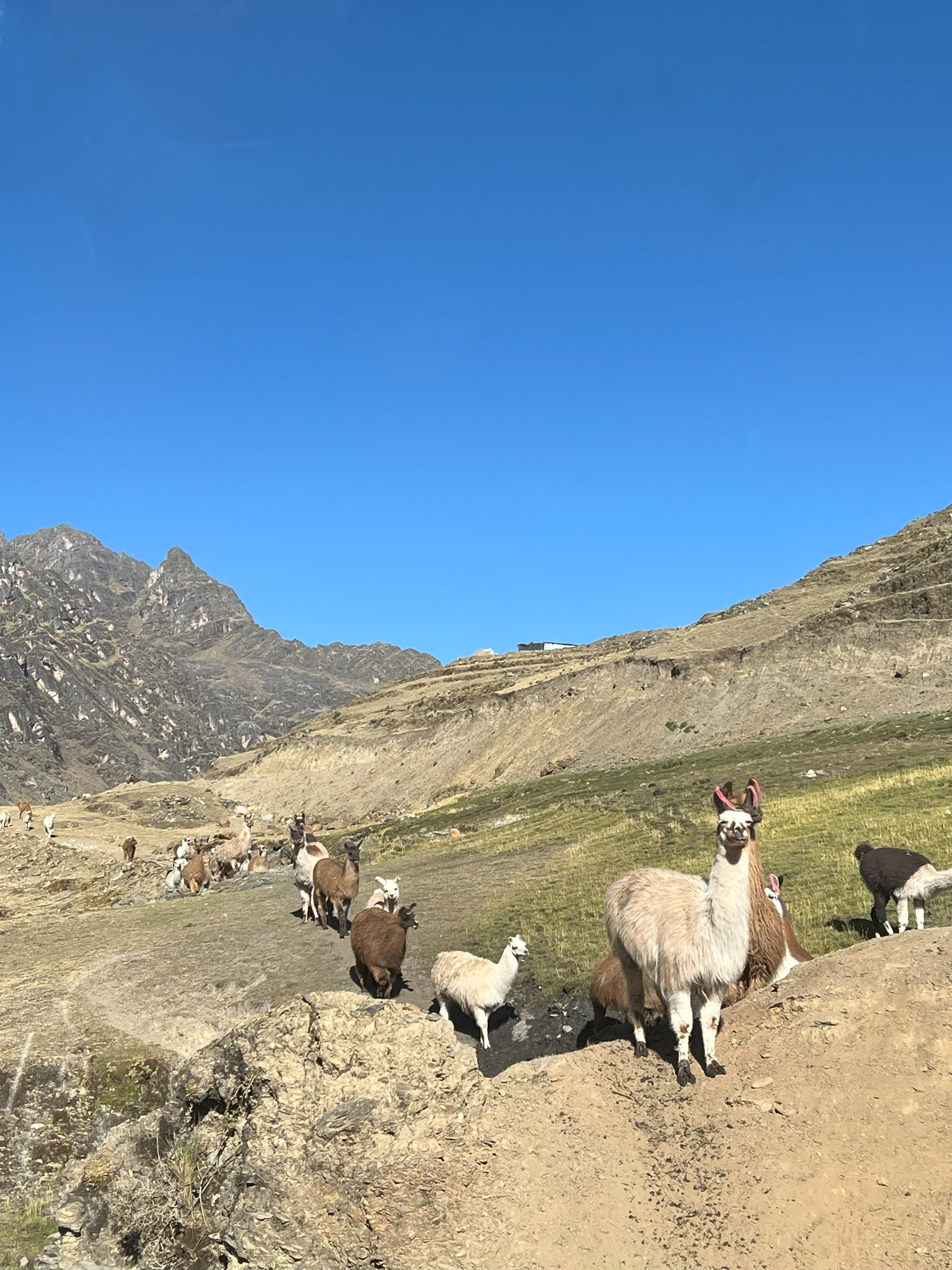 1 Week in Peru and Machu Picchu