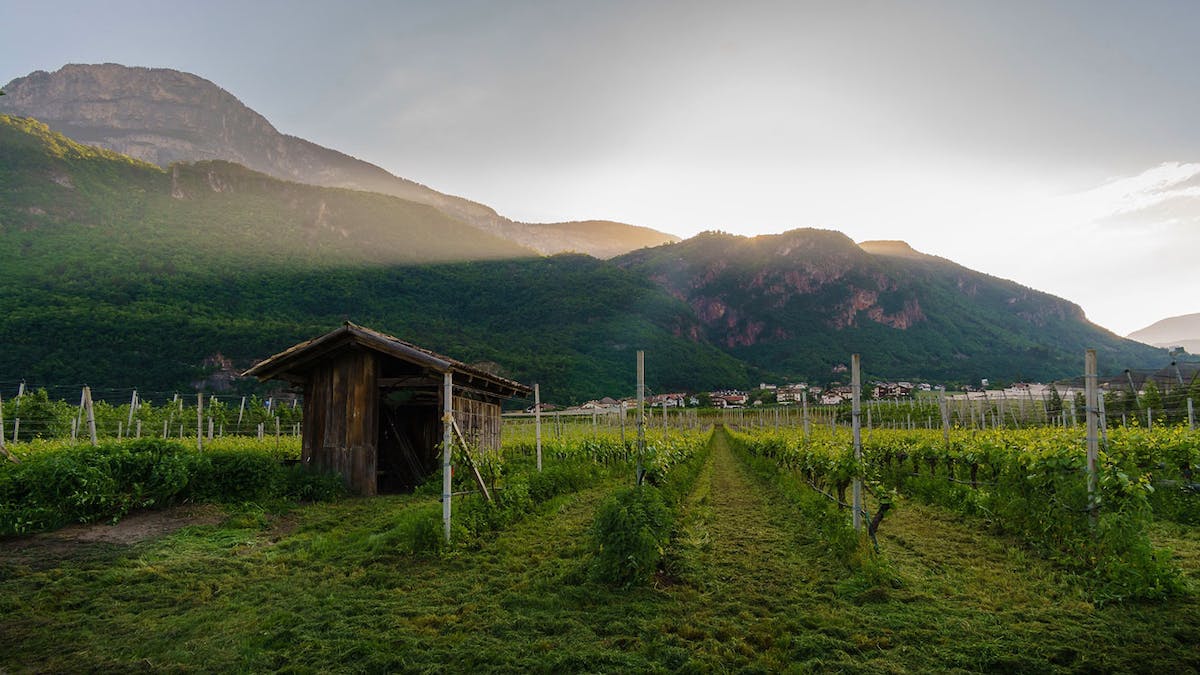 Terlano | Alto Adige Wine Regions | Wine Folly