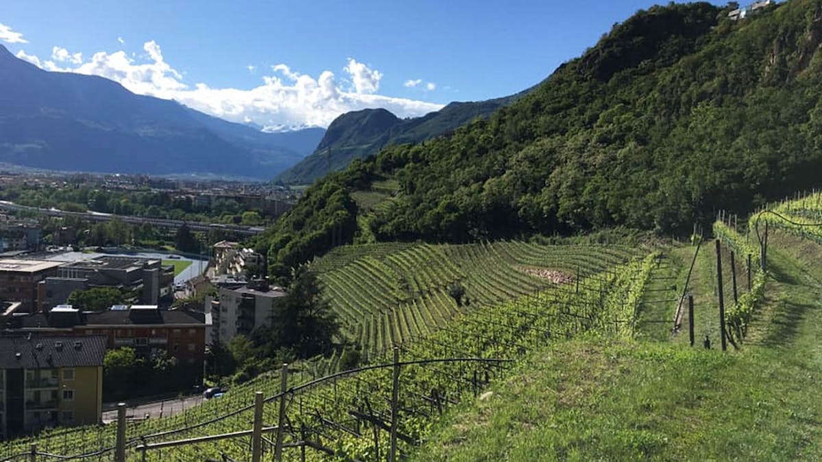 Colli di Bolzano | Alto Adige Wine Regions | Wine Folly