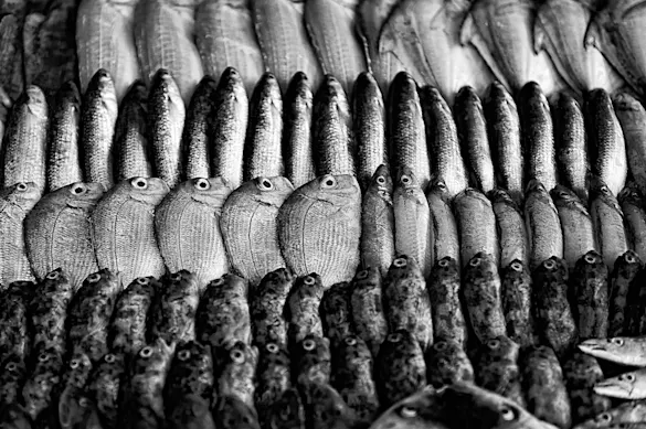 FUJIAN CHINA | Brad J. Goldberg, Inc.