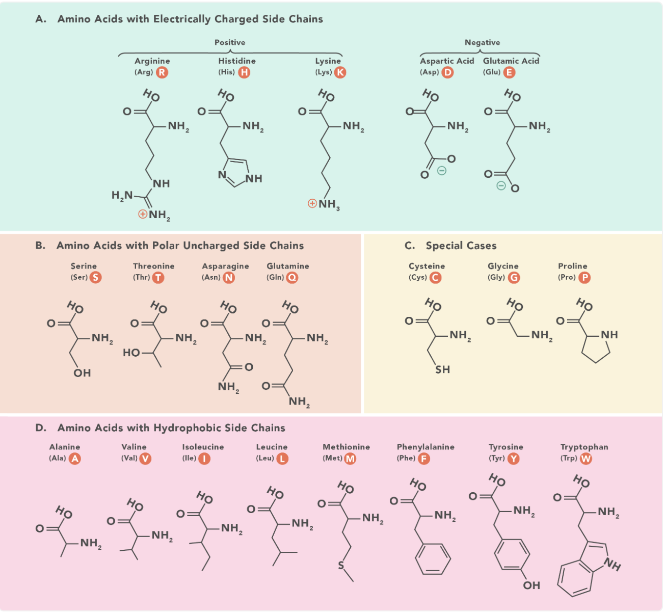 About Peptides