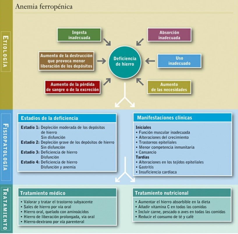 Nutrición y dieta para prevenir la anemia: Alimentos clave y consejos ...