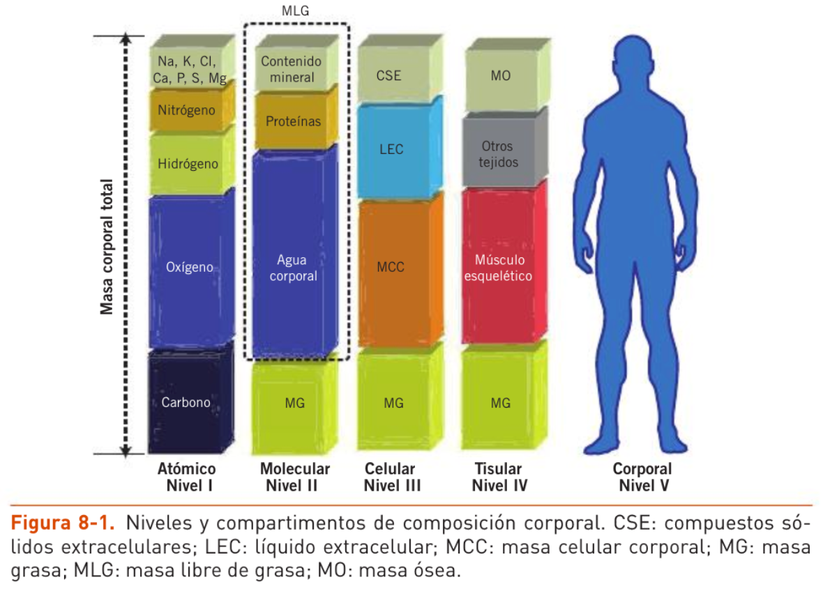 Cómo interpretar una bioimpedancia: guía completa de tu composición ...