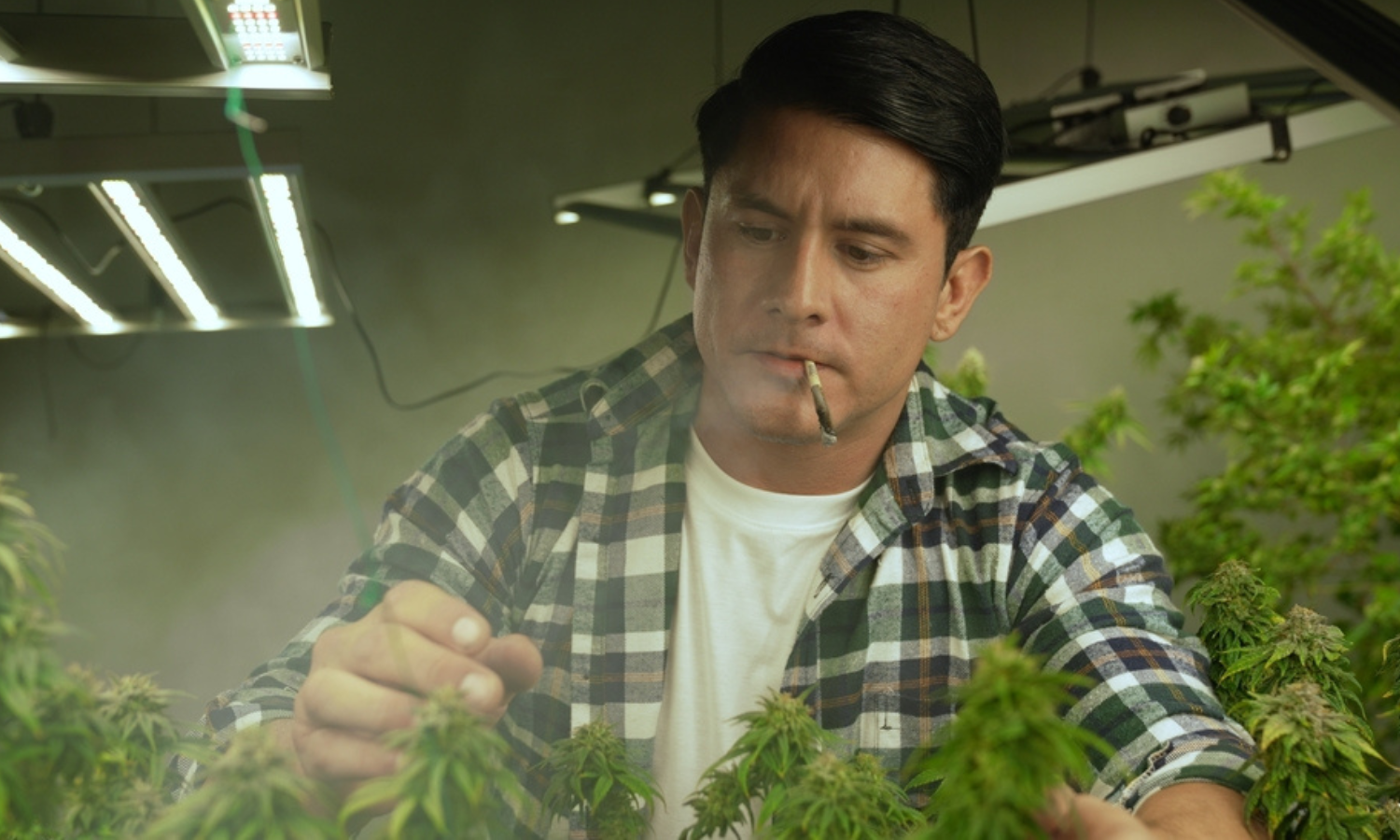 What Does Weed Taste Like and Why It Matters for Quality