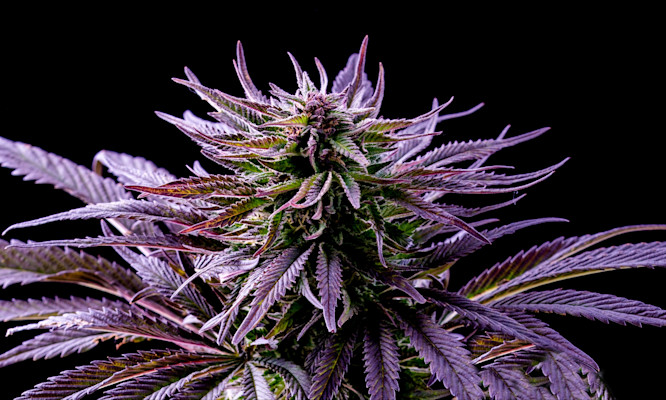 What THC Is the Strongest? Here's the Answer.