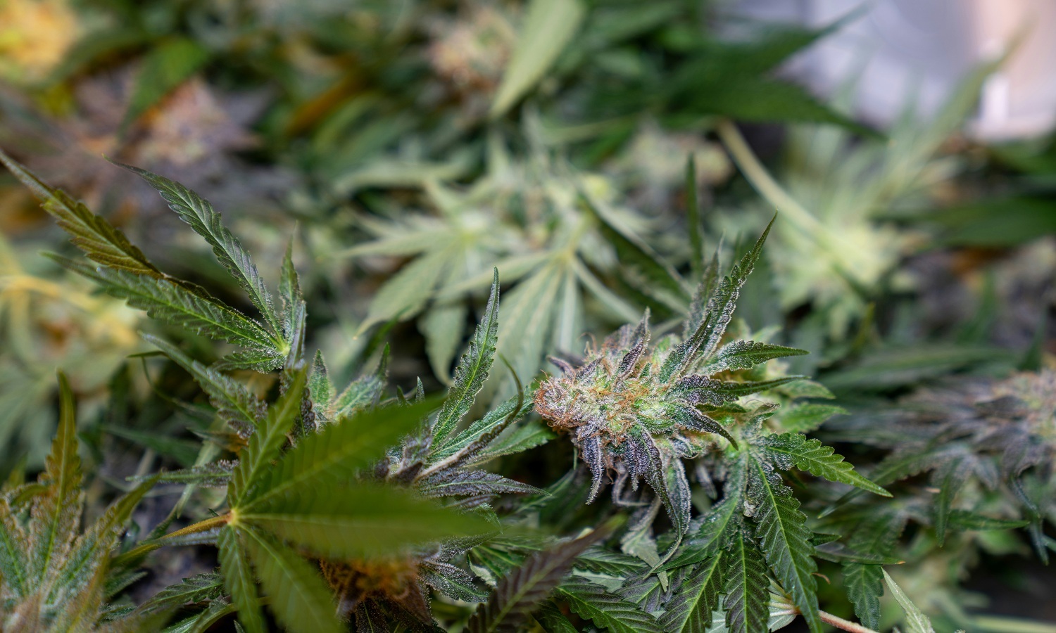 Powdery Mildew on Cannabis: What Causes It and How Growers Handle It