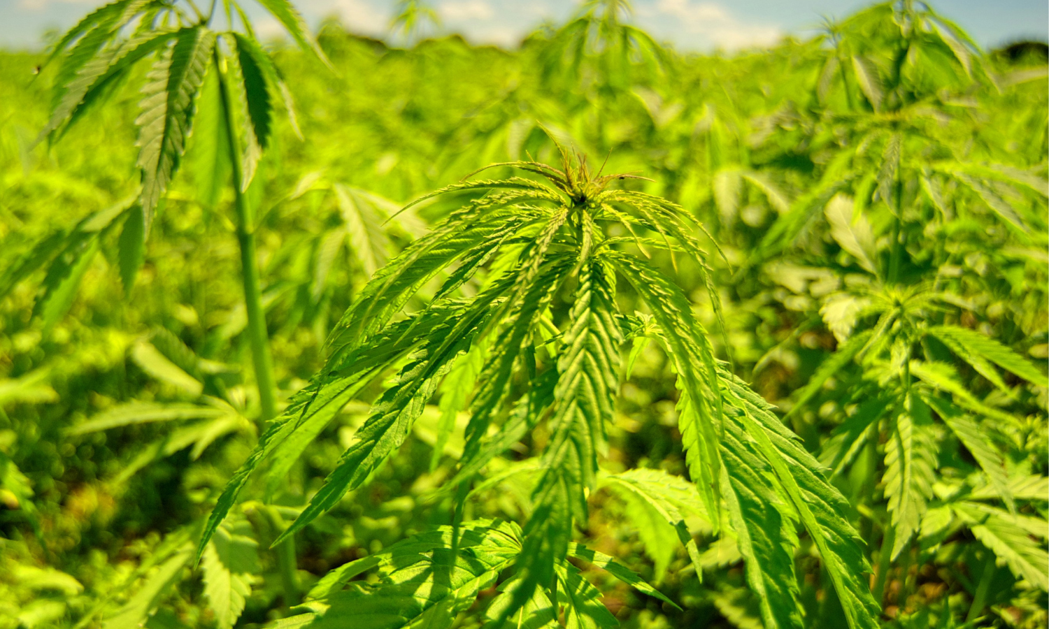 Delta 8 Side Effects: Everything You Need to Know