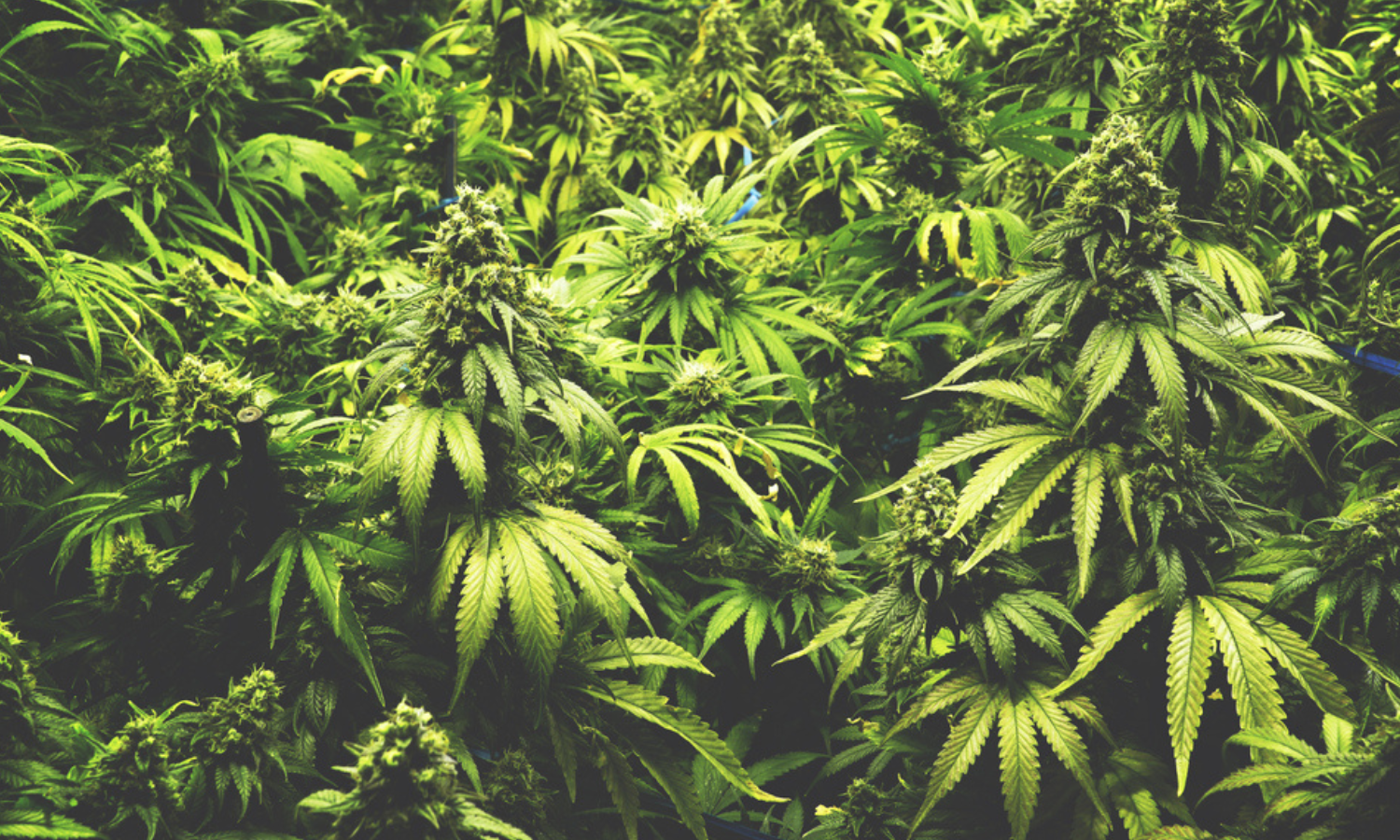 What Is THCP and Why Scientists Call It the Strongest Cannabinoid