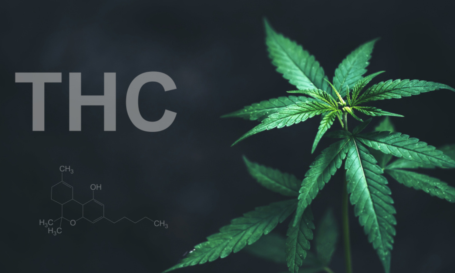 Nano THC vs Regular THC: The Complete Speed and Strength Comparison
