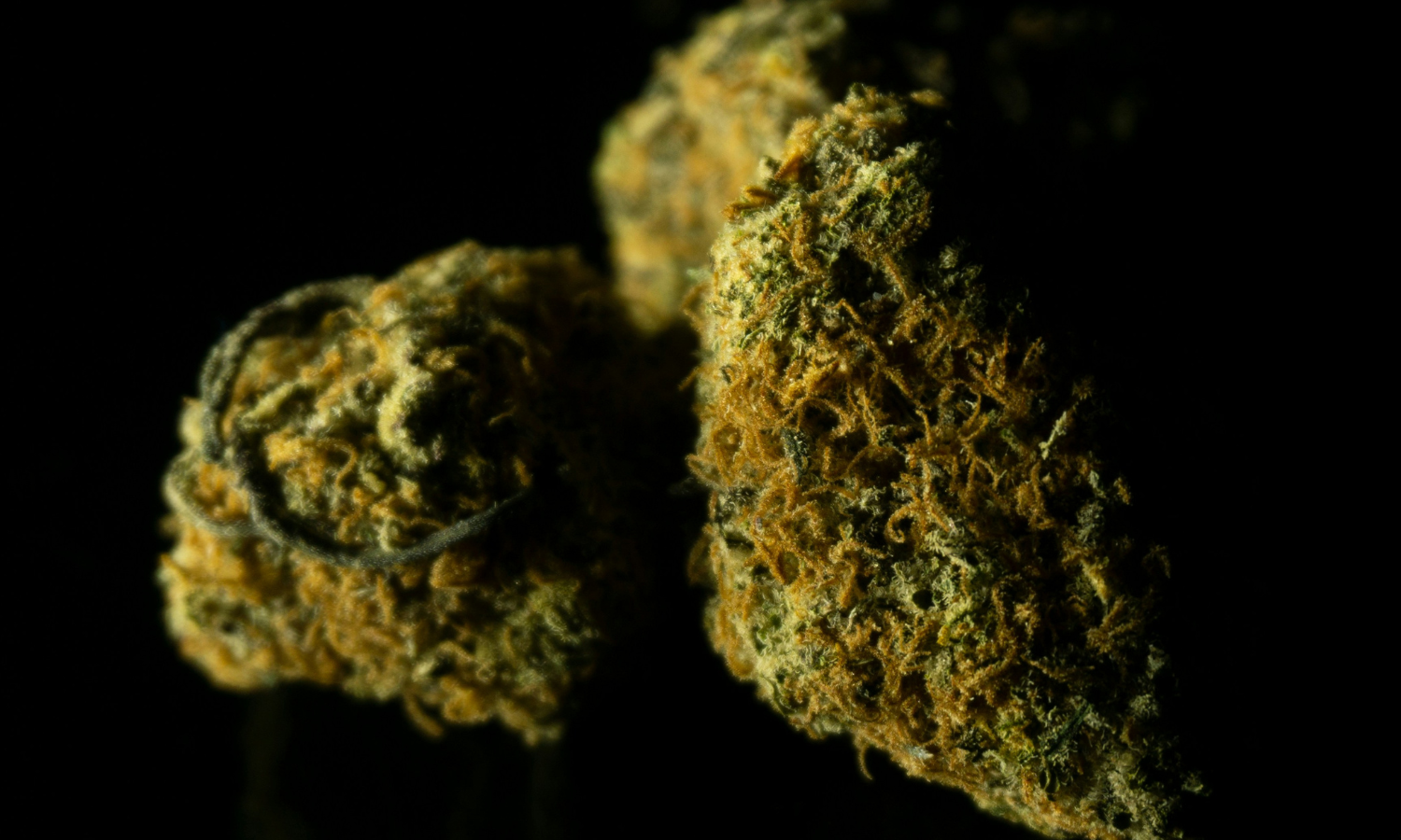 What Are Moon Rocks and Why They're Cannabis at Its Most Potent