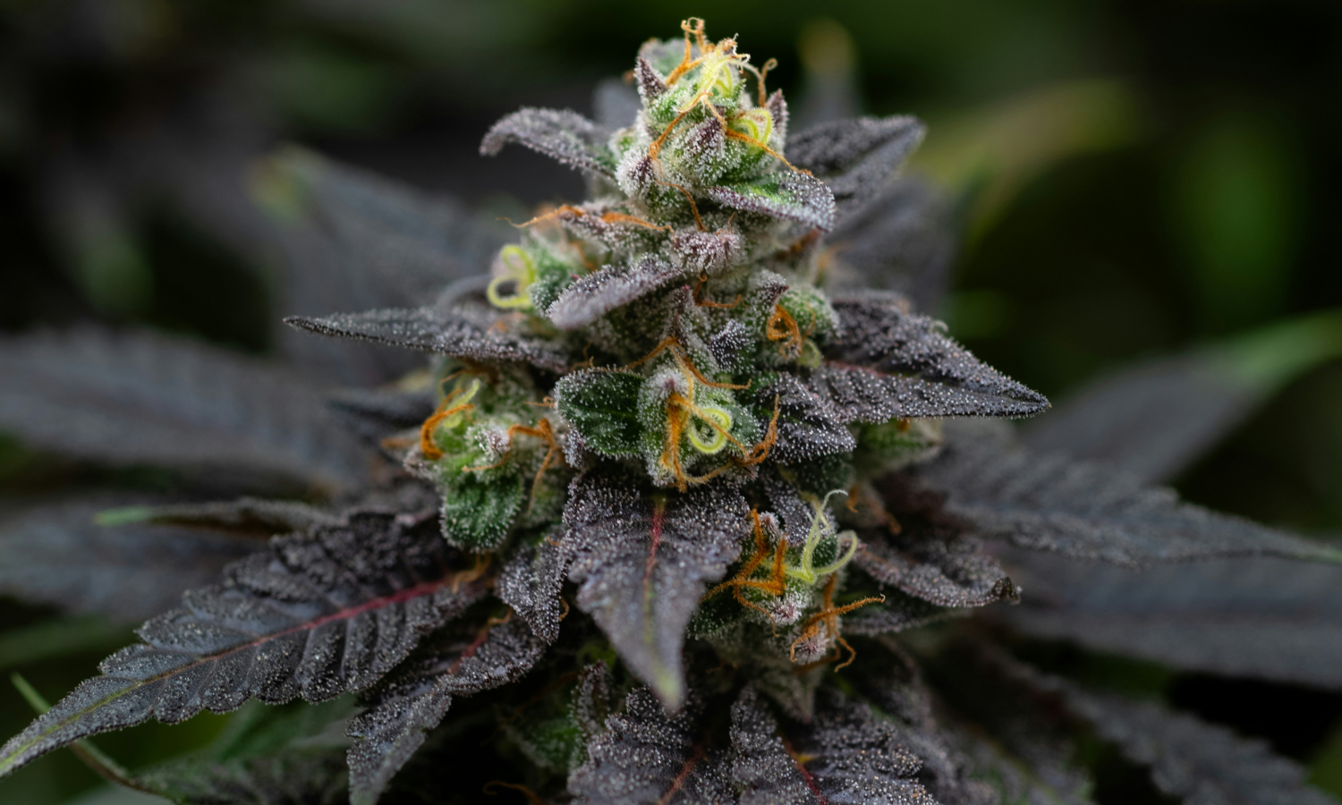 How Transdermal THC Patches Work and Why They Last All Day