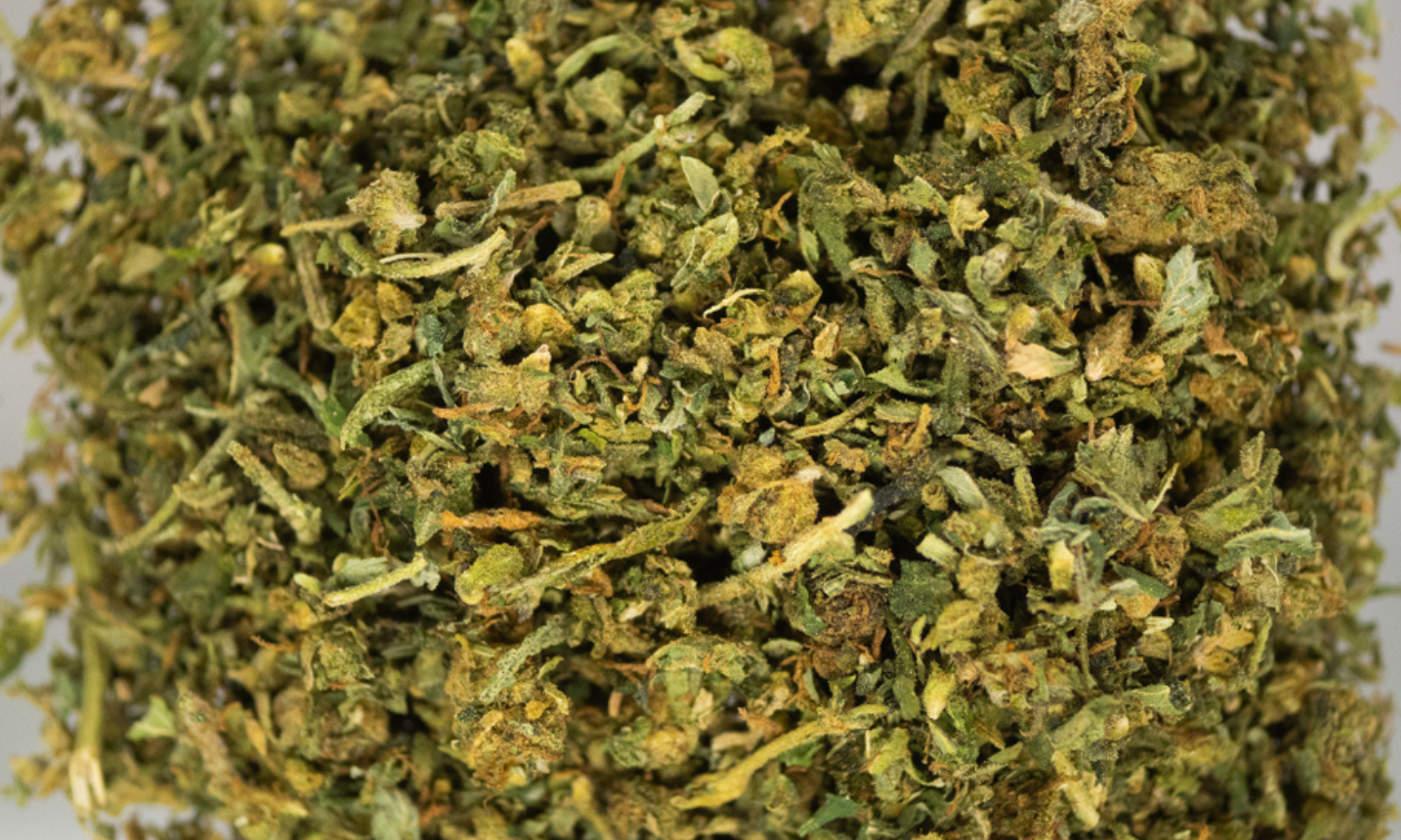 What Is Shake Weed? Definition, Potency, Uses and Safety Explained