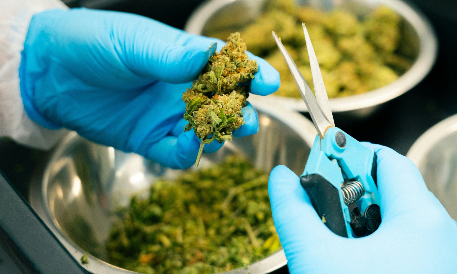 How to Make Hash Using Ice Water Extraction for Maximum Yield