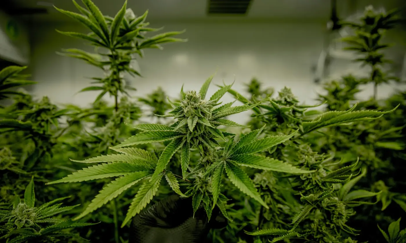 What Is a Zip of Weed and Why Buy an Ounce