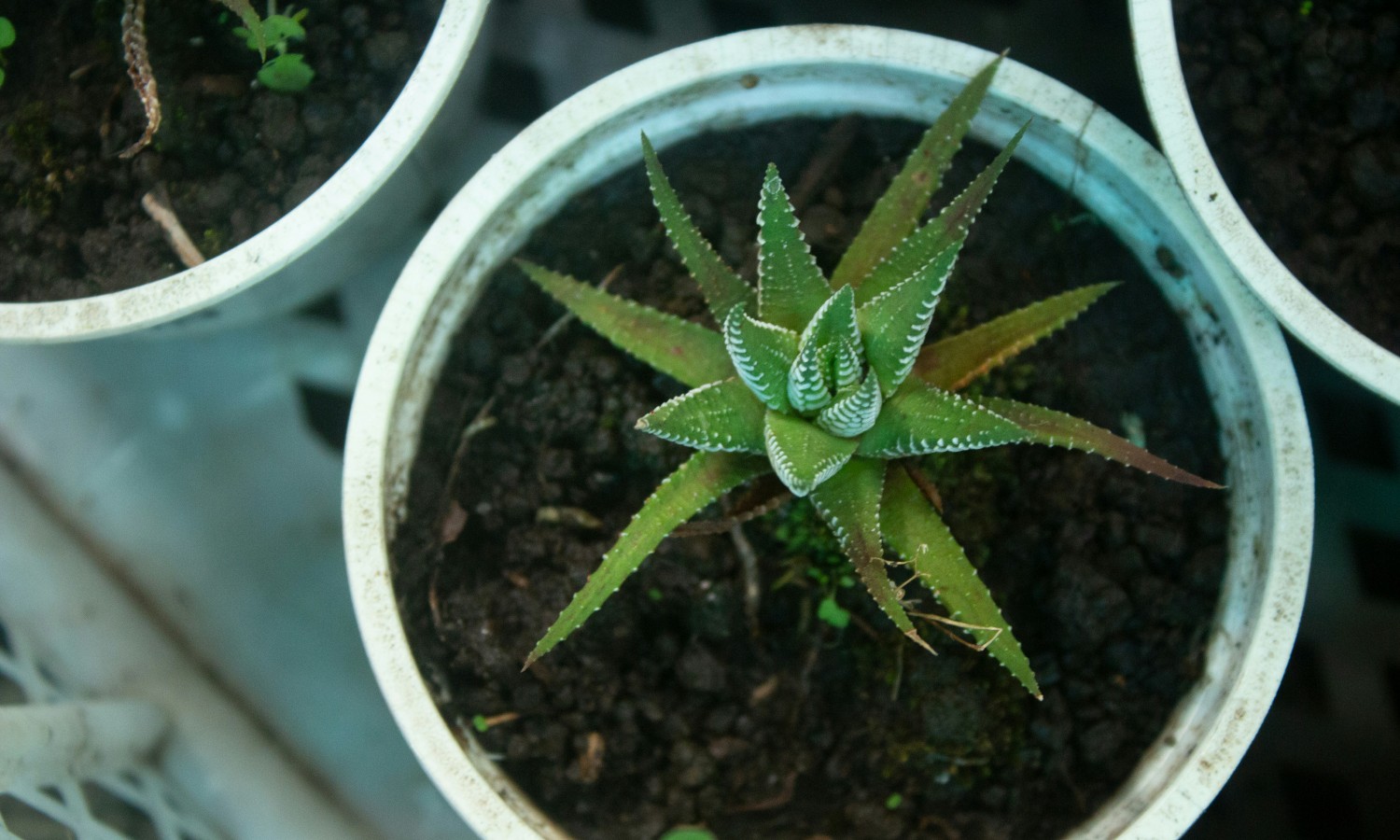 Thrips on Cannabis Visual Identification and Early Detection Guide