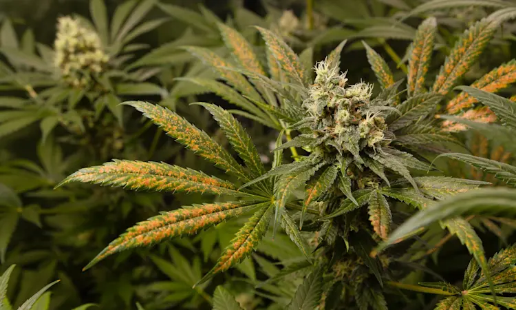 Thrips on Cannabis: How Expert Growers Handle Them