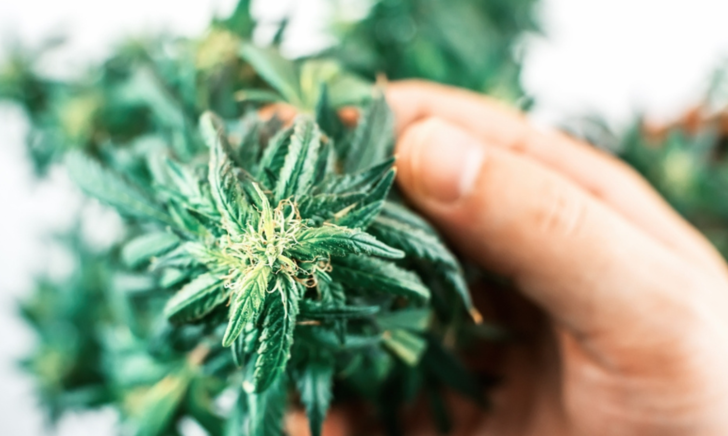 How HHC Potency Measures Against THC in Real Usage