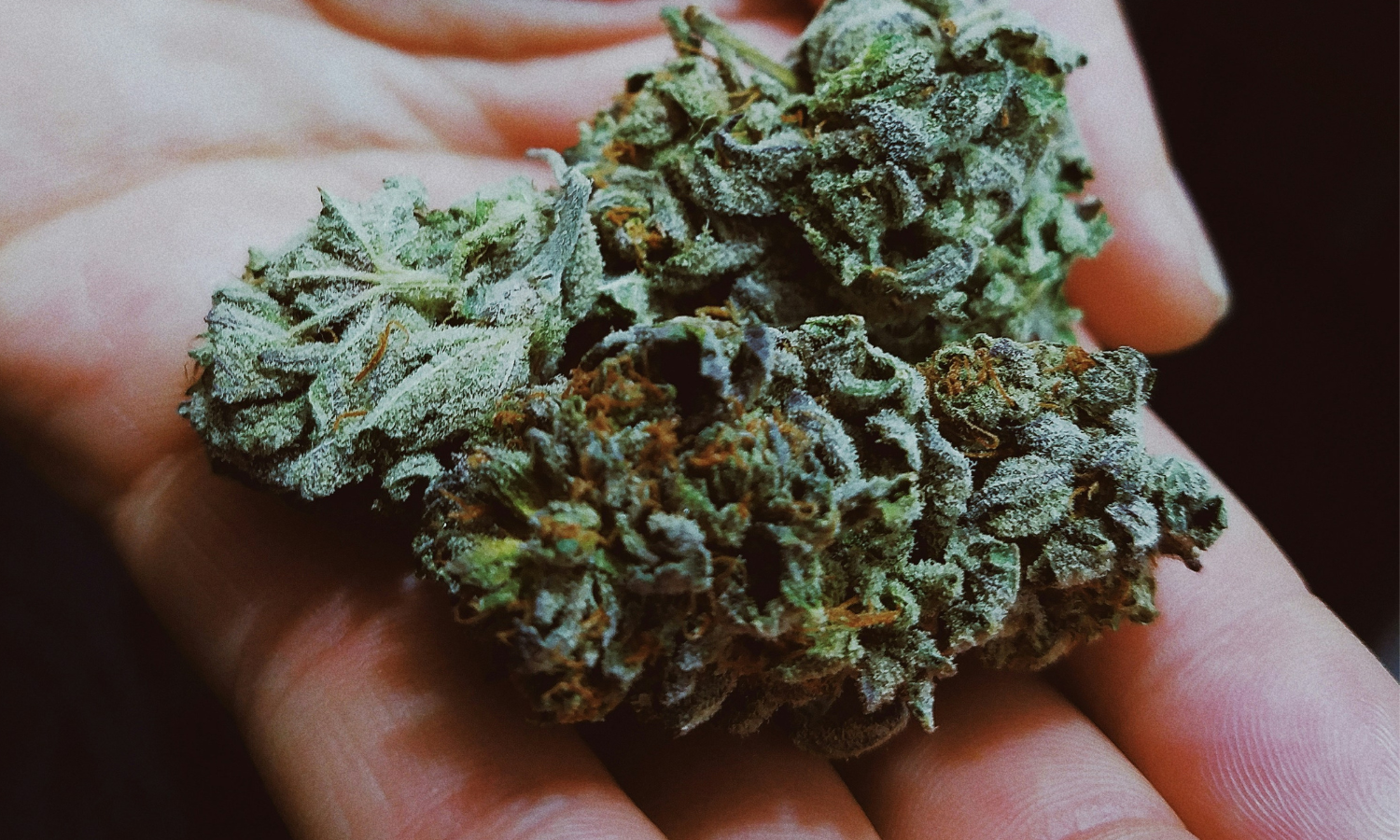Why Cannabis Lovers Are Buzzing About Zaza Weed