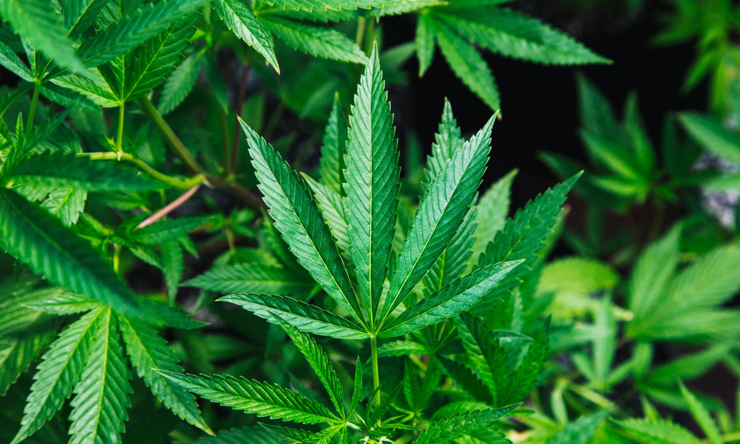 10 Plants That Look Like Weed (But Aren't)