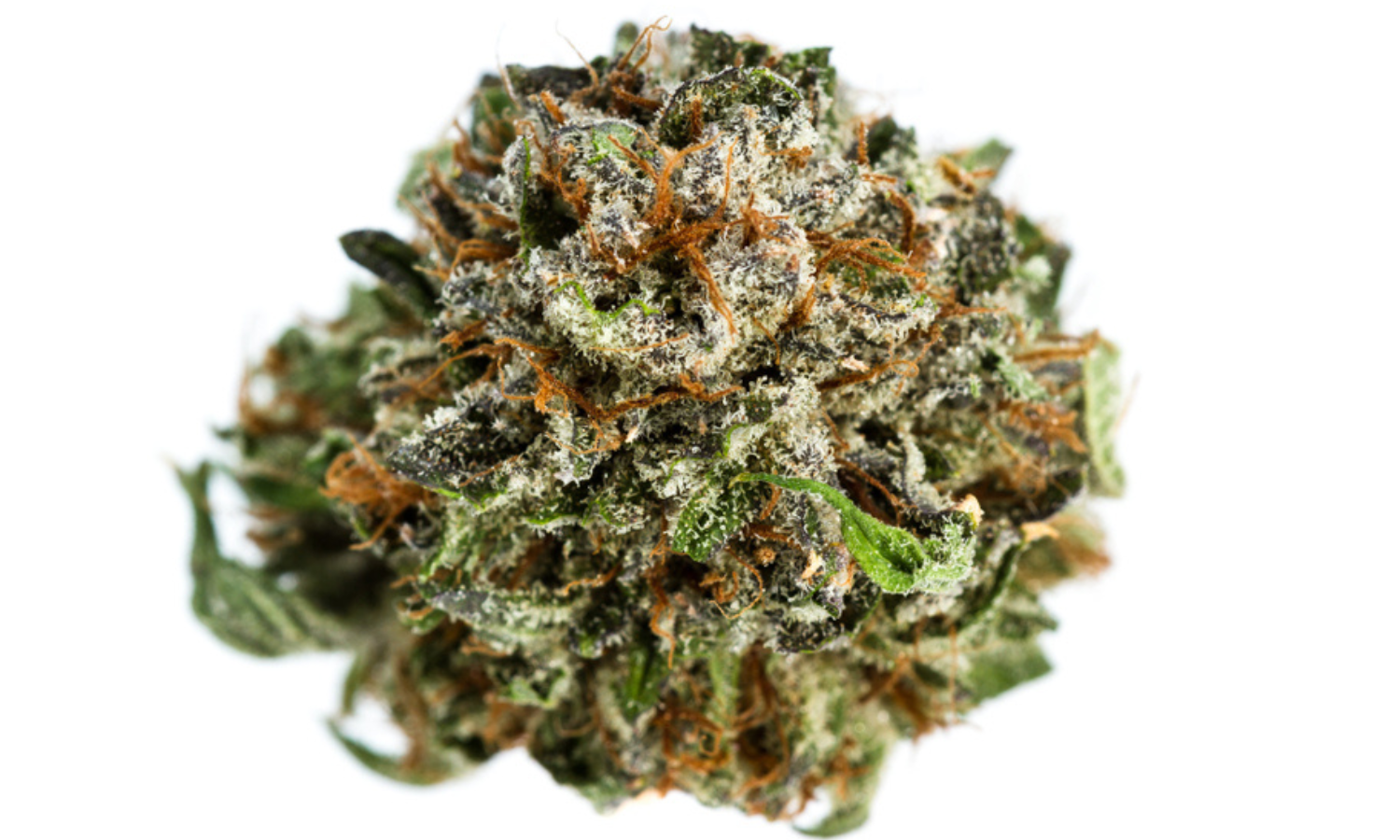 Super Buff Cherry Strain Compared to Popular Hybrids