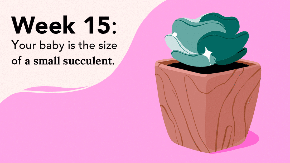 Your Pregnancy: Week 15 | Mom.com