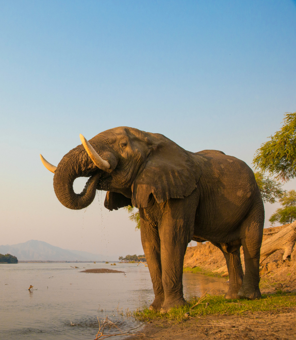 12 Reasons Elephants May Go Extinct