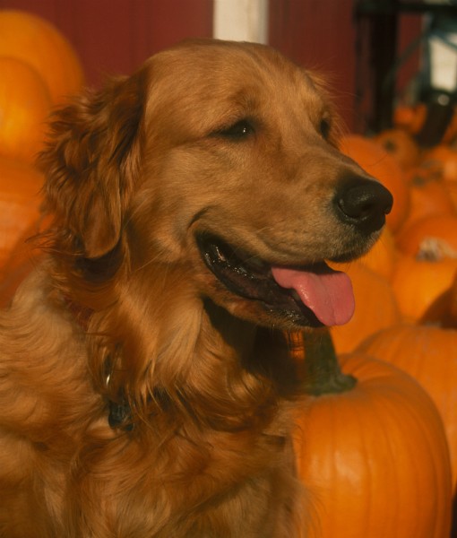 Should You Feed Your Dog Pumpkin