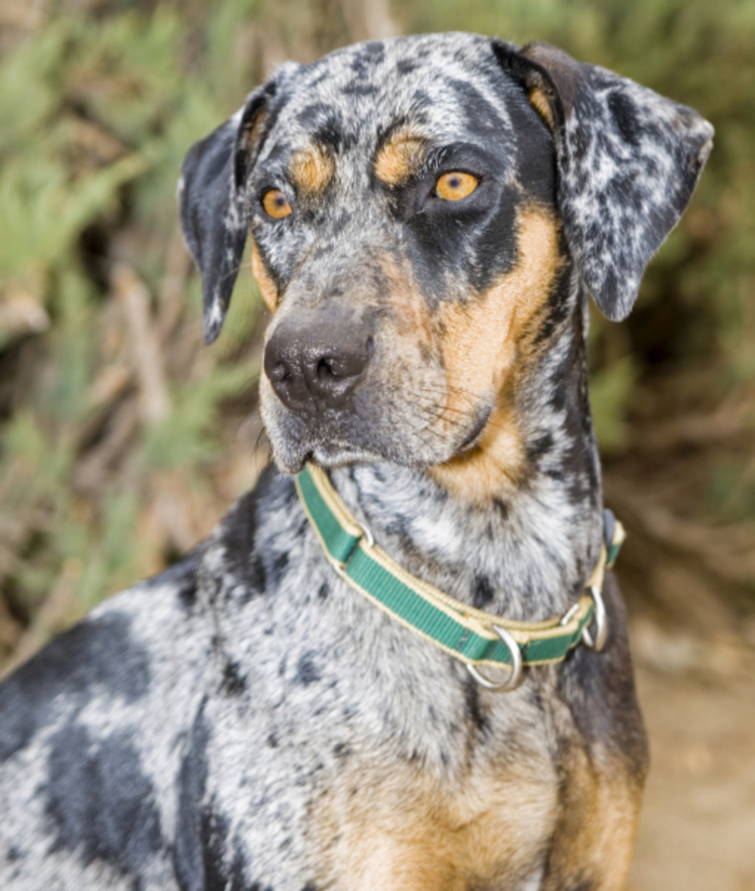 10 Cool Facts About Catahoula Leopard Dogs | Mom.com