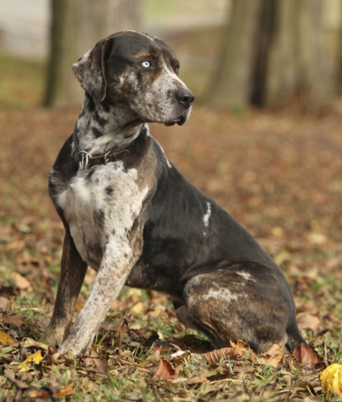 10 Cool Facts About Catahoula Leopard Dogs | Mom.com