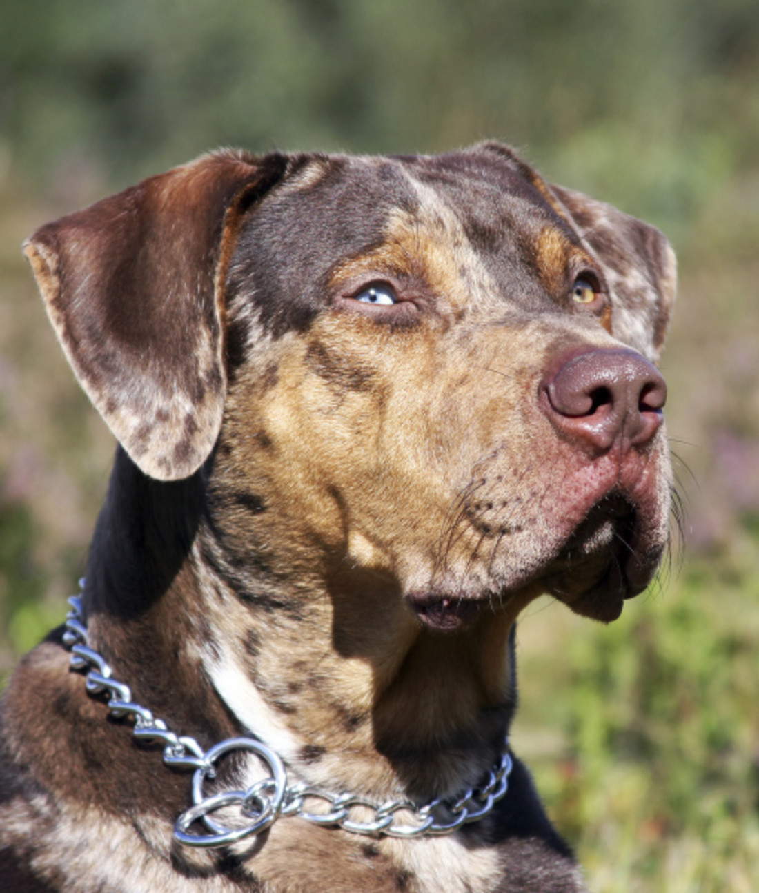 10 Cool Facts About Catahoula Leopard Dogs | Mom.com