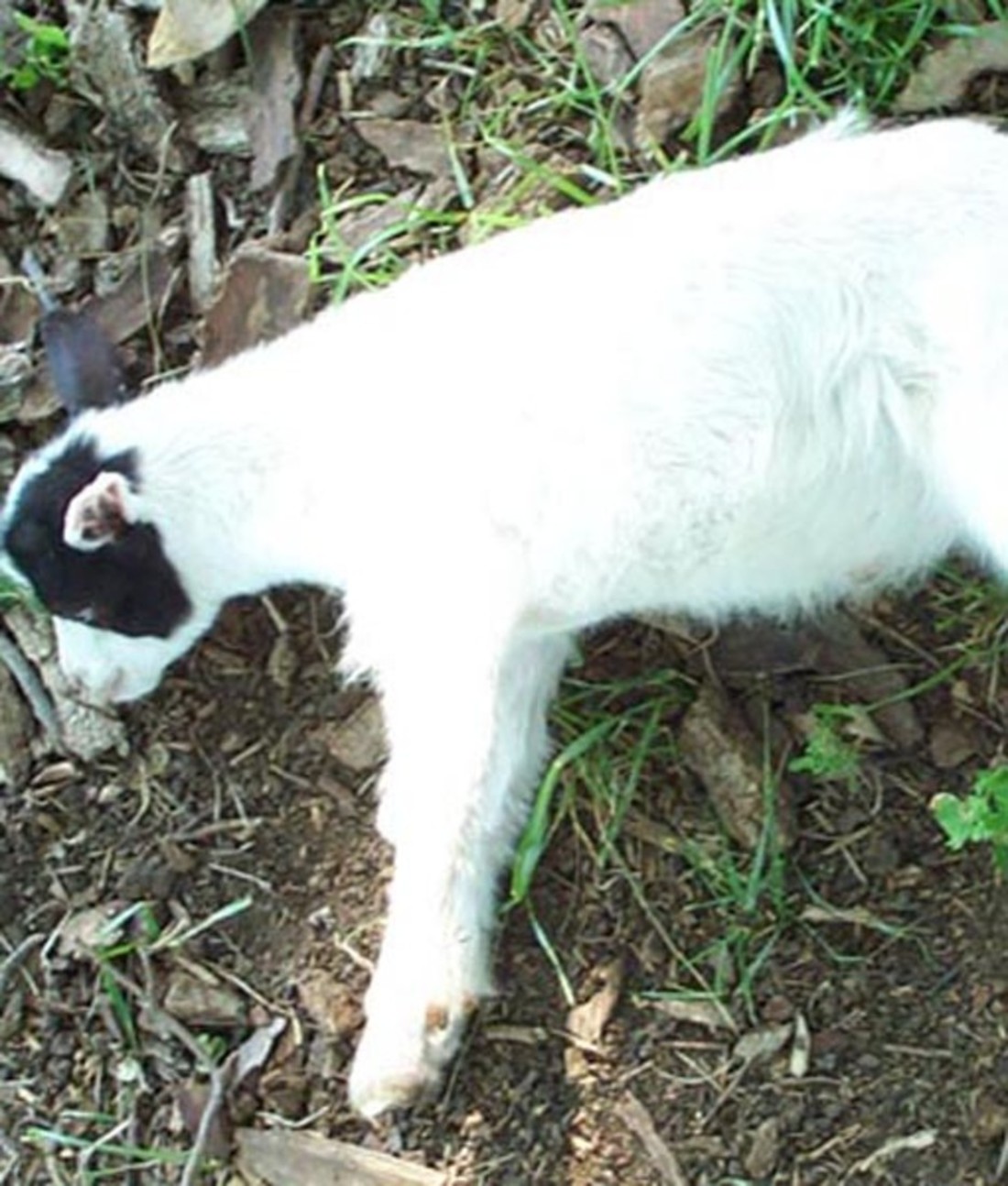 12 Weirdest Farm Animals | Mom.com