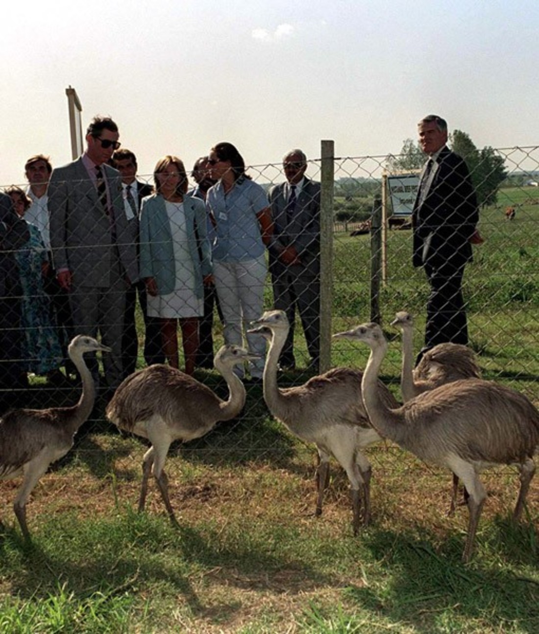 12 Weirdest Farm Animals | Mom.com