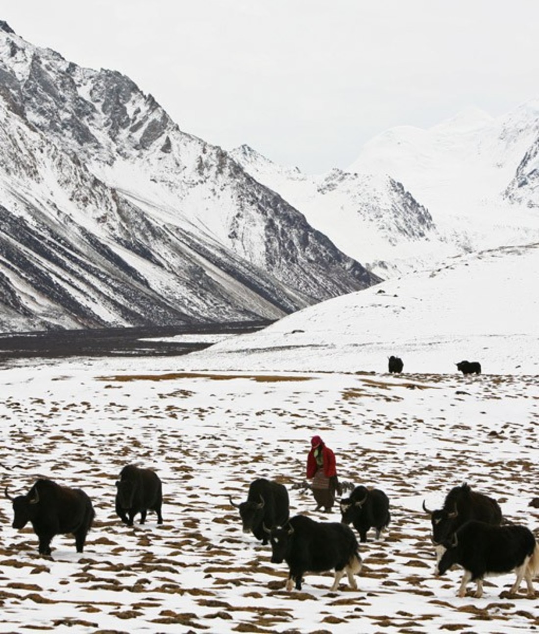 12 Weirdest Farm Animals | Mom.com