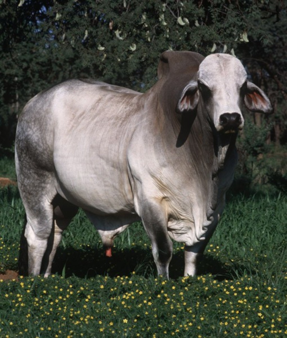 12 Weirdest Farm Animals | Mom.com