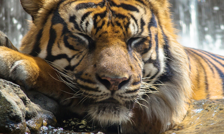 Animals In Heat (No, Not Like That) | Mom.com