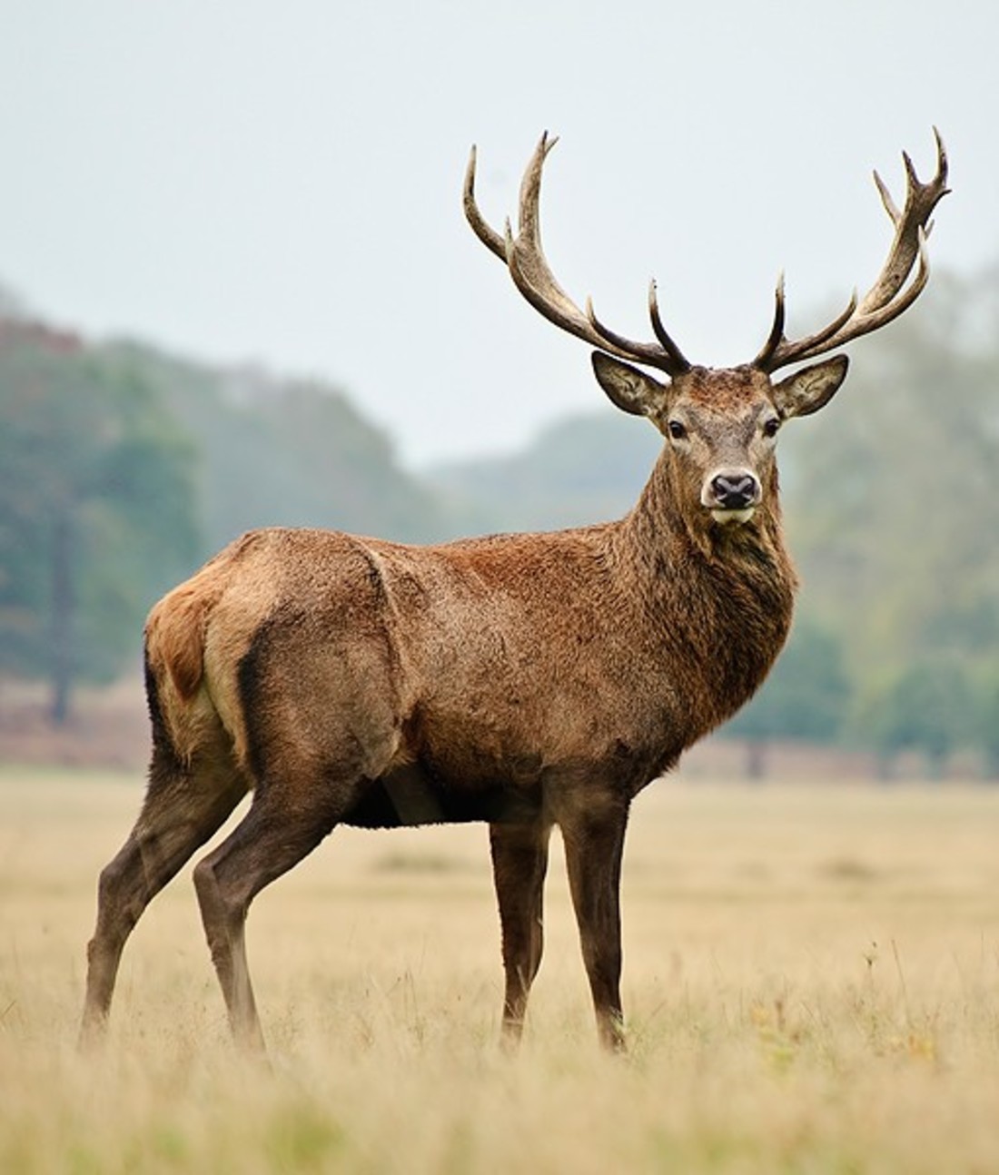 12 Animals That Bring Good Luck | Mom.com